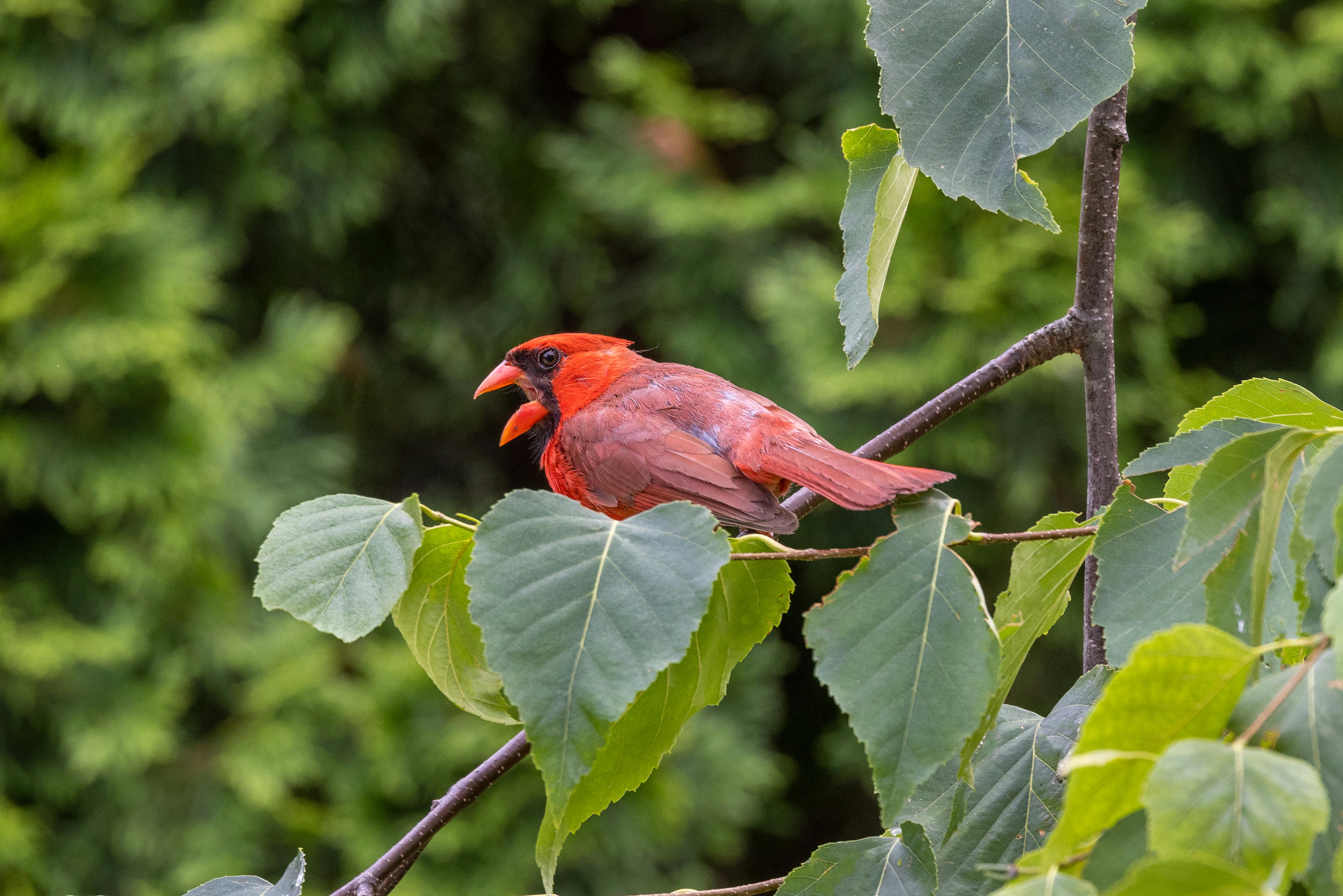 Red Cardinal Bird on Tree Branch · Free Stock Photo