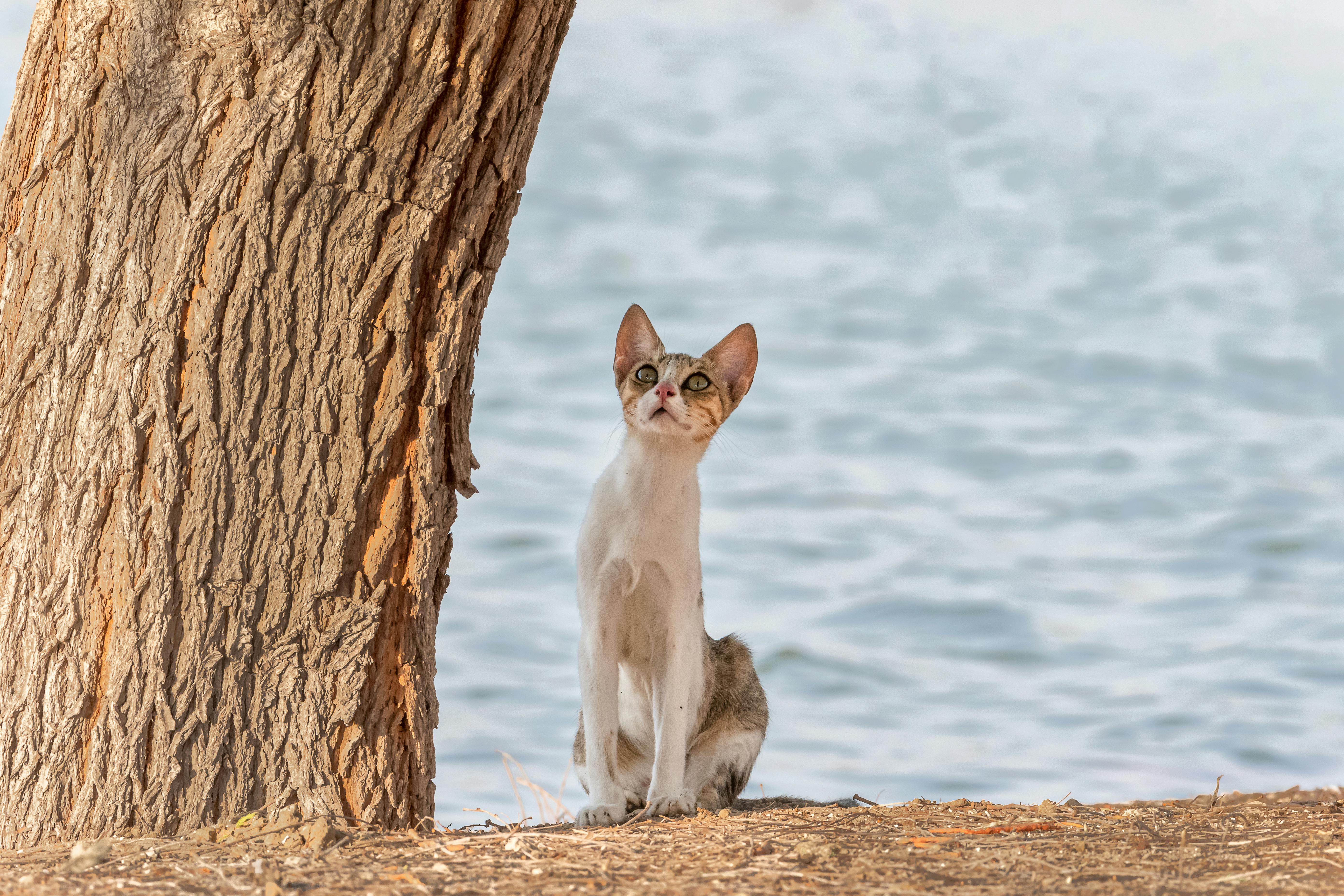 A Cat Sitting beside a Tree · Free Stock Photo