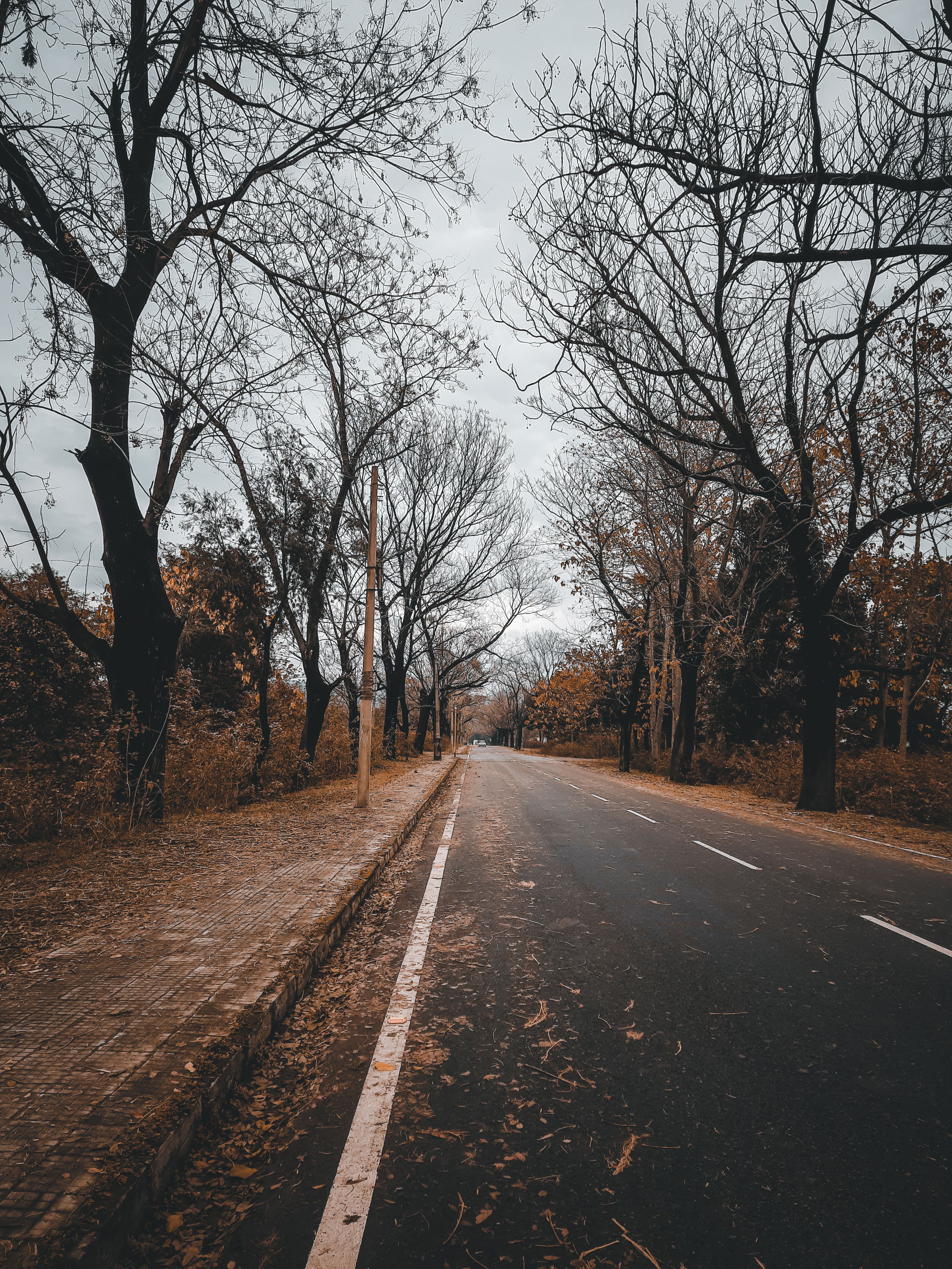 Empty Road in Between Leafless Trees · Free Stock Photo