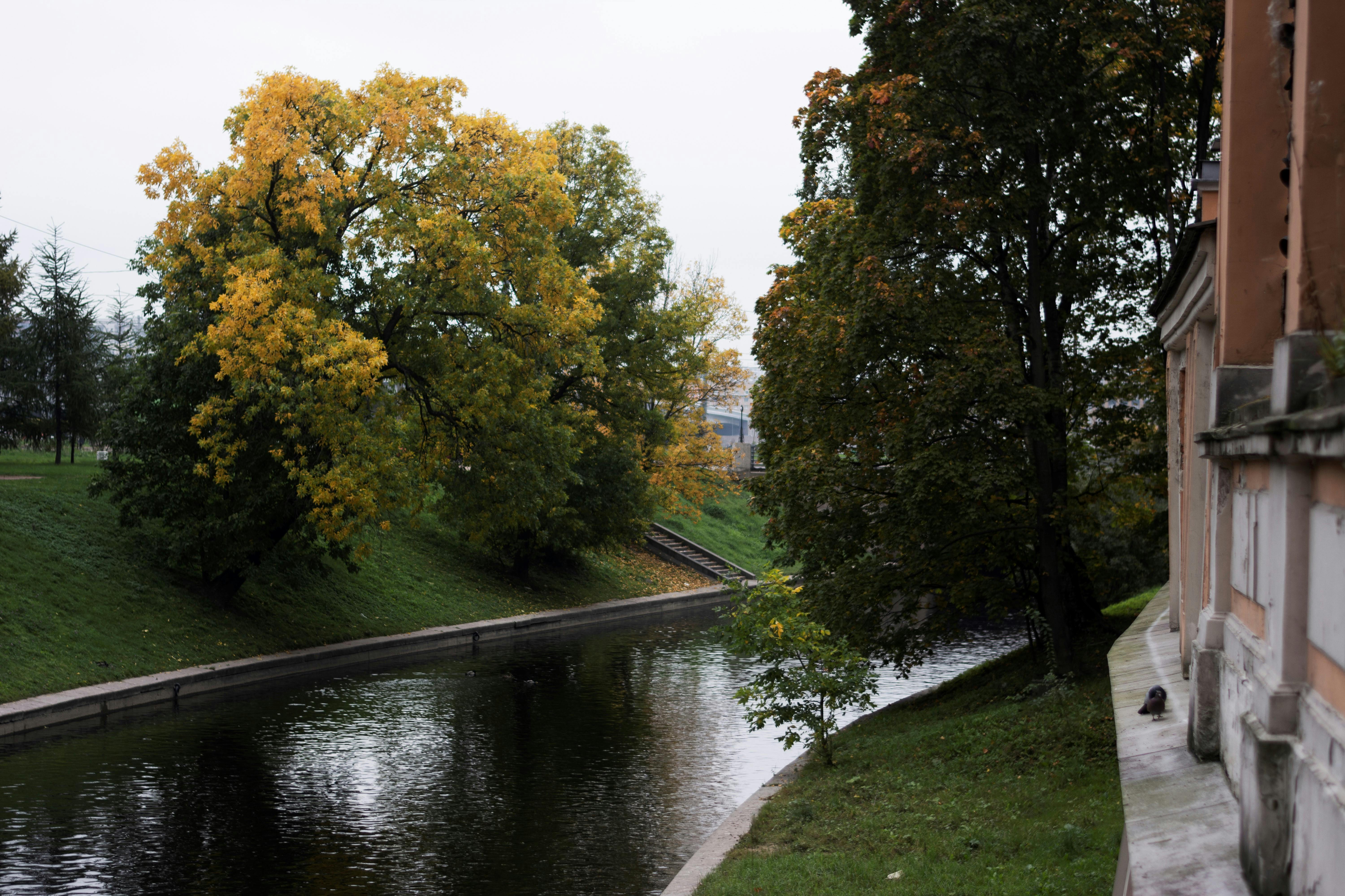 Green Trees Beside River · Free Stock Photo