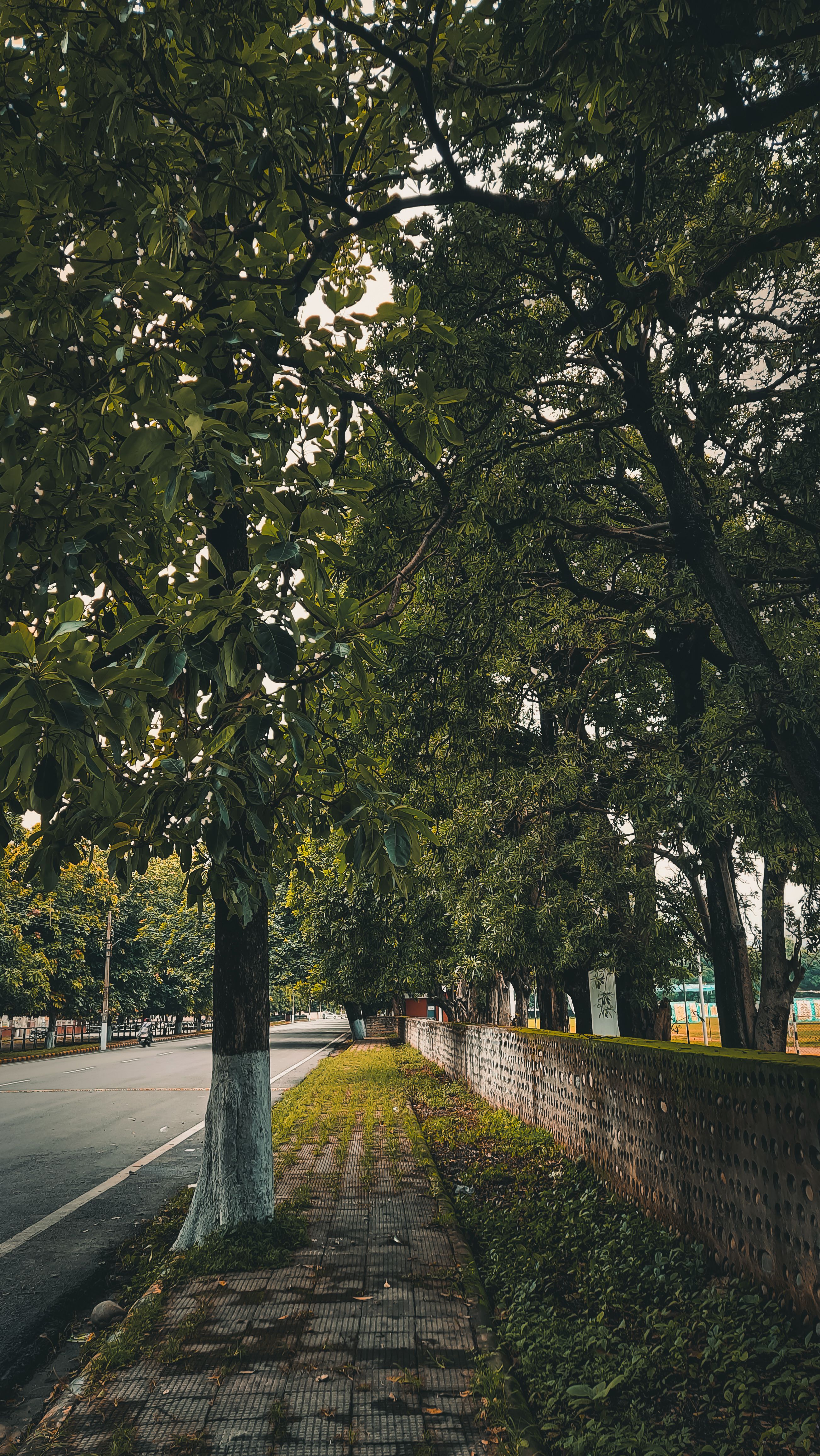 A Walkway Beside a Street Near Trees · Free Stock Photo