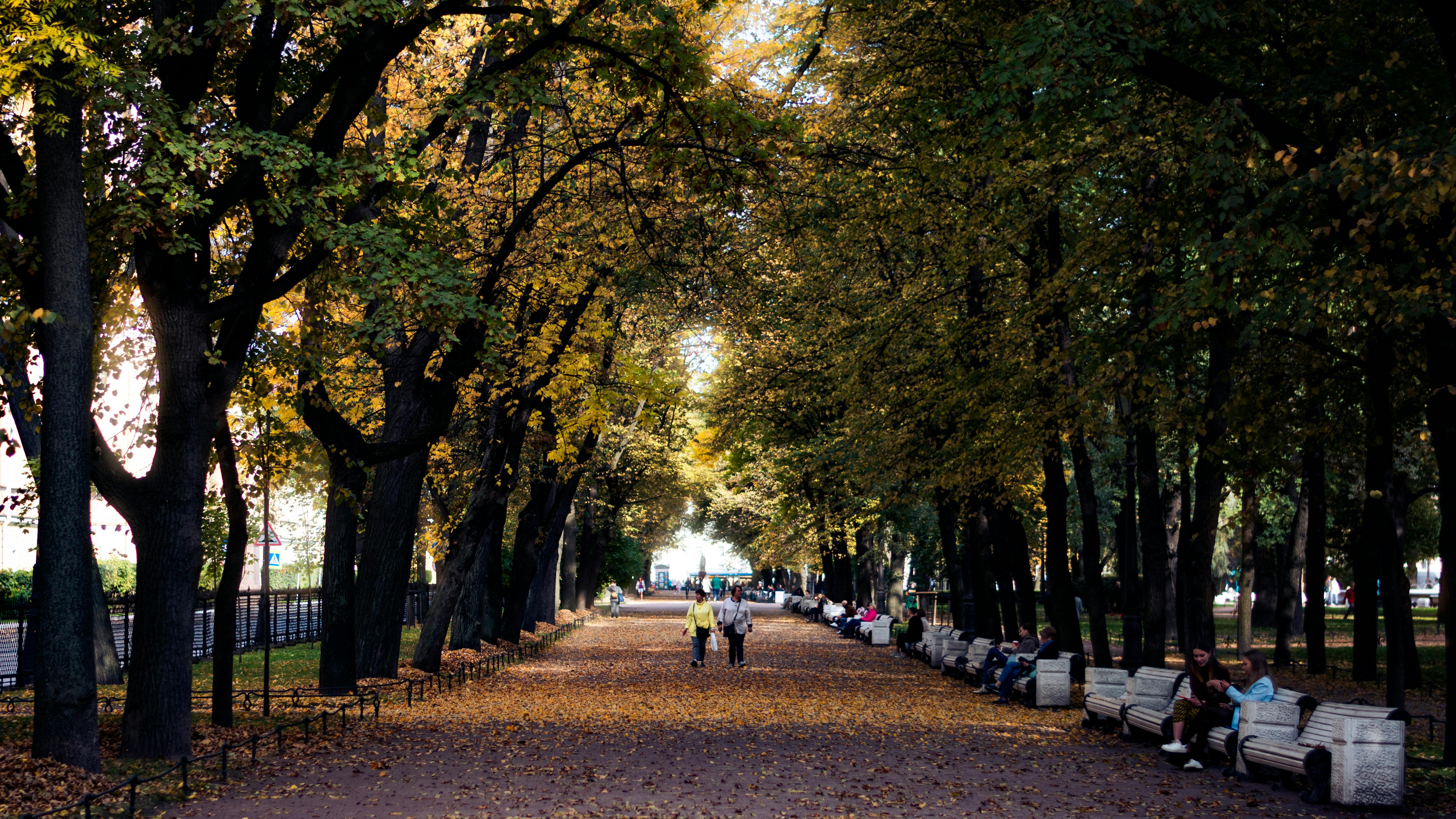 People Walking on a Path Among Trees · Free Stock Photo