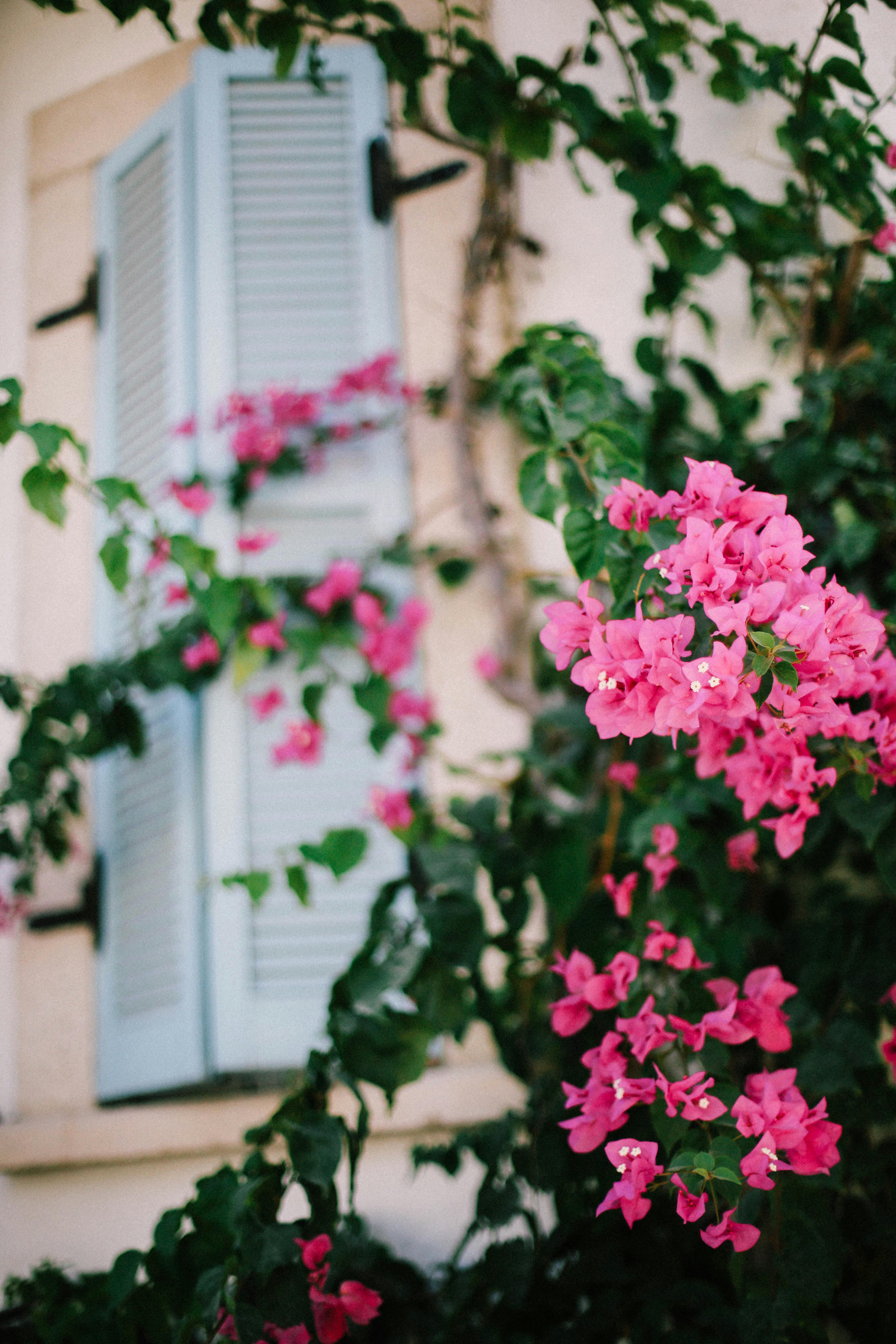 Pink Bougainvillea Flower With Green Leaves · Free Stock Photo