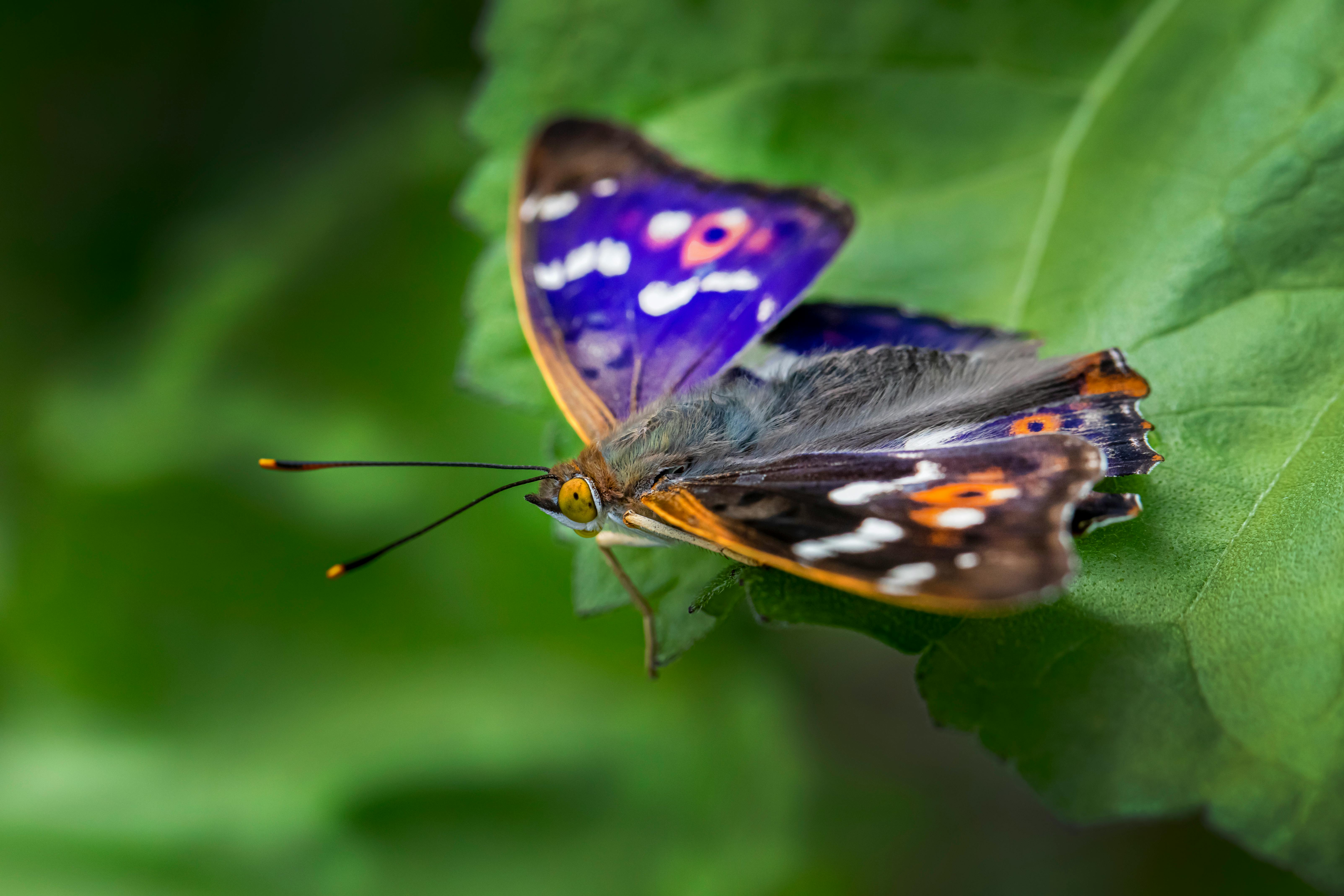 10.000+ Fotos y Imágenes de Mariposas moradas Gratis · Banco de Fotos ...