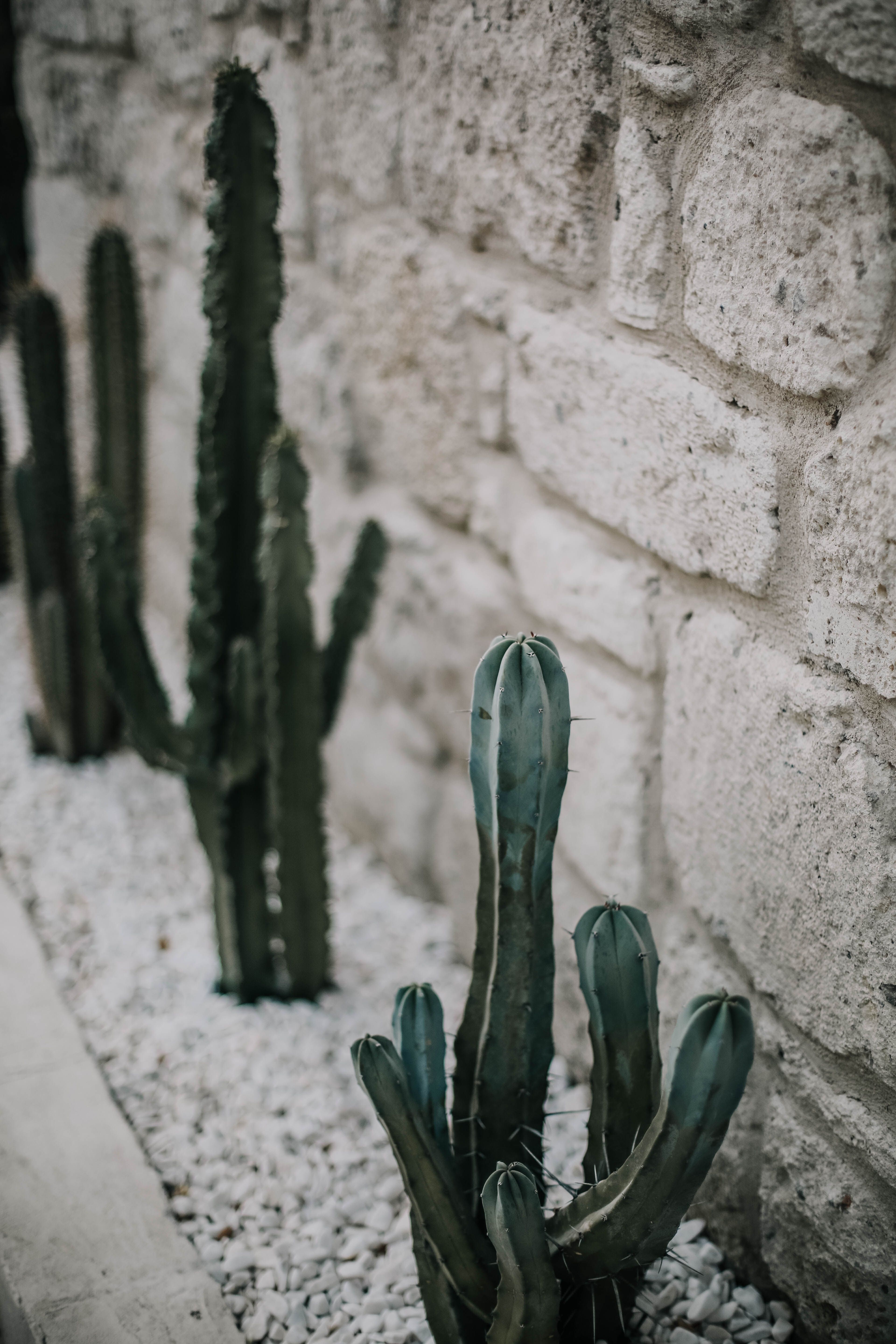 Assorted cacti with prickly stems in botanical garden · Free Stock Photo