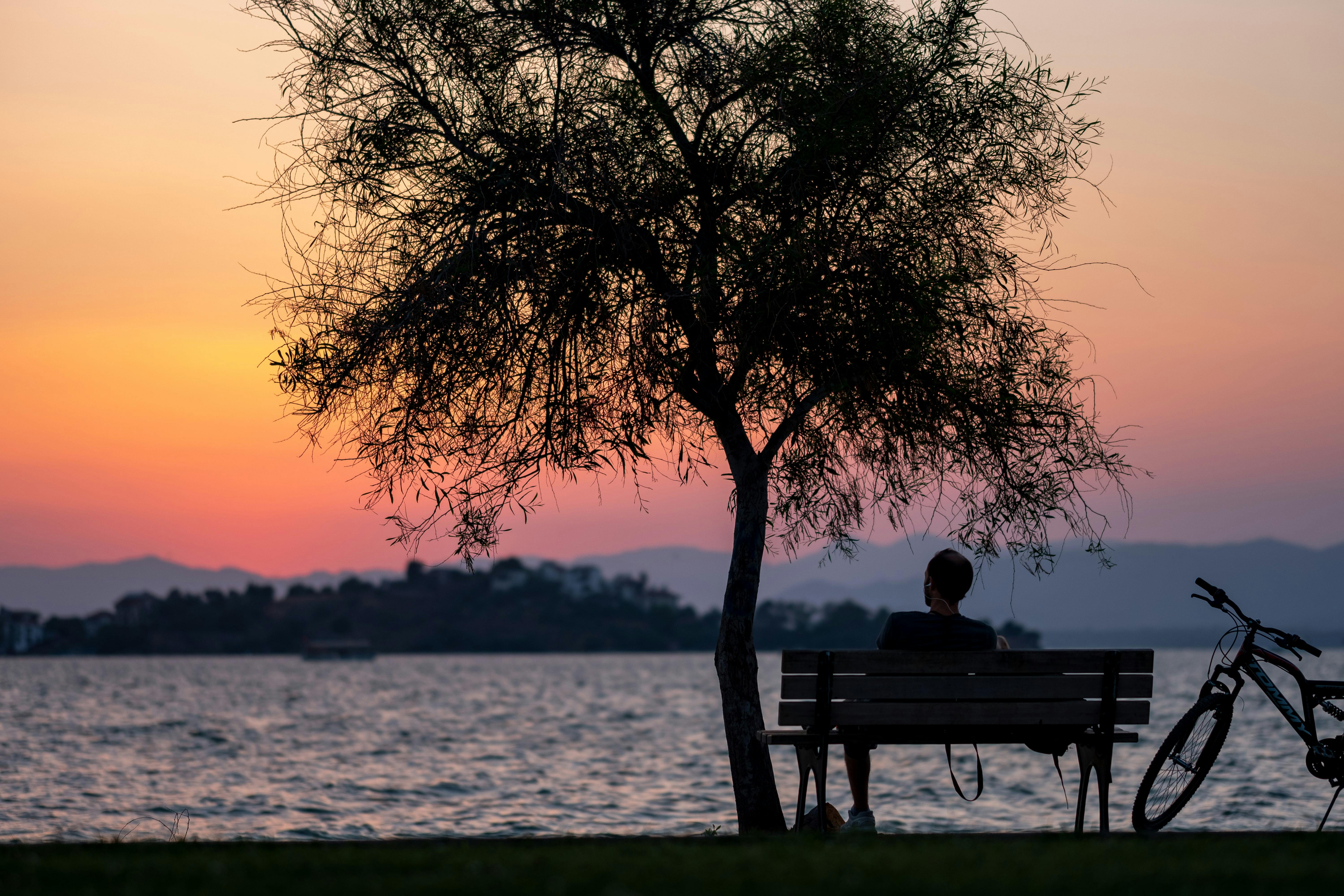 Man Sitting on Bench near a Tree · Free Stock Photo