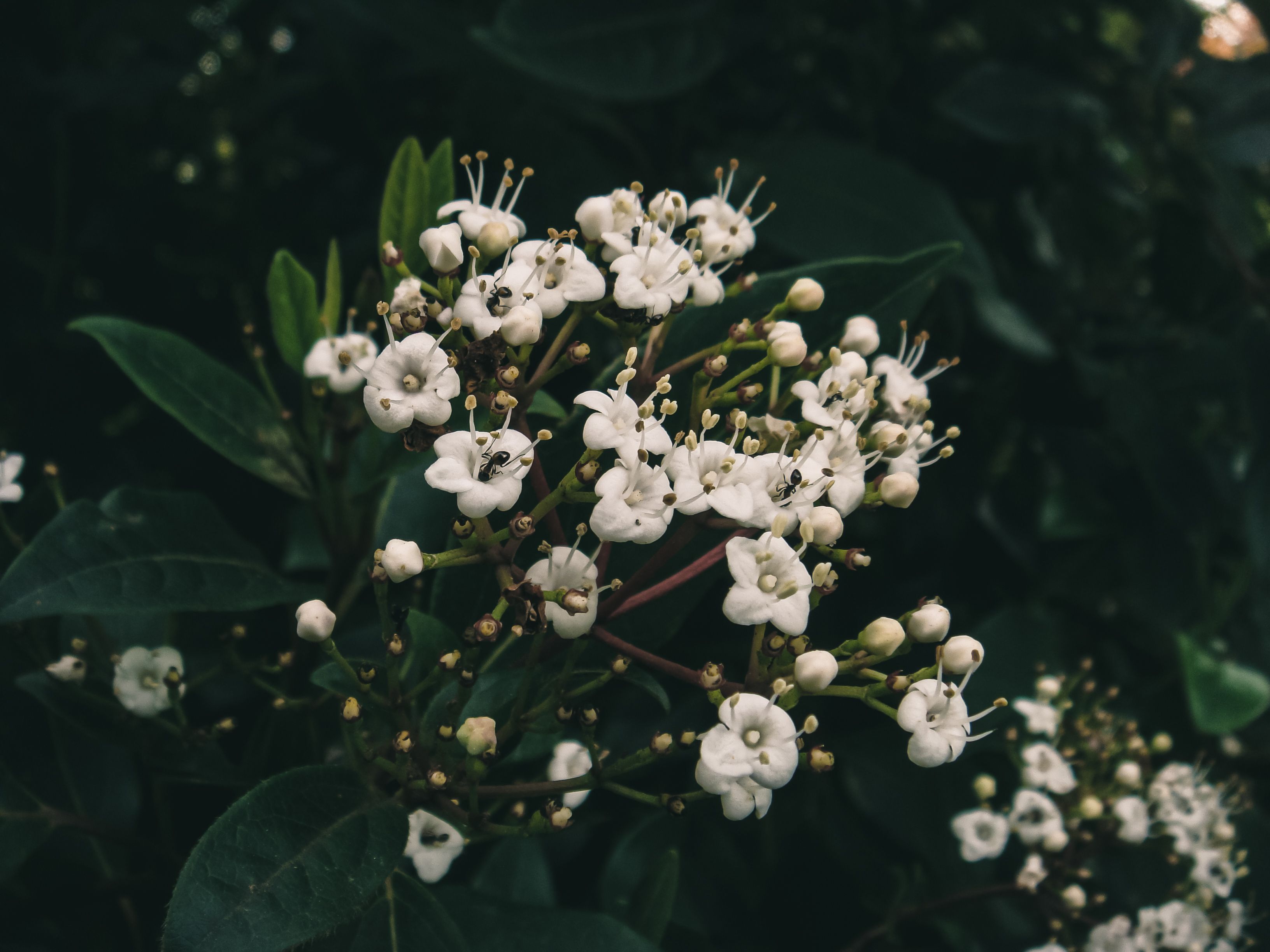 White Flowers in Bloom · Free Stock Photo
