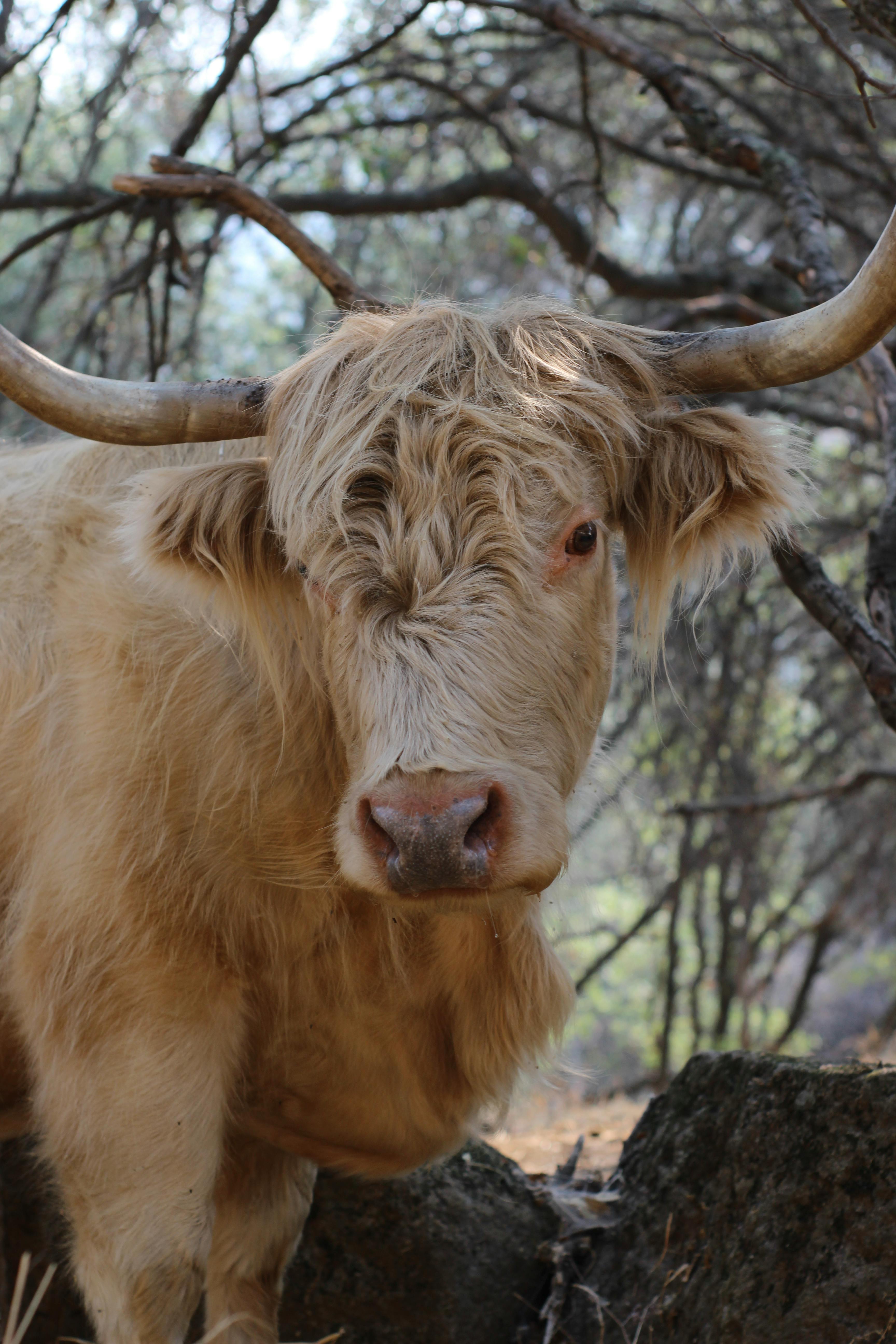 Highland Cattle in Close-up Photography · Free Stock Photo