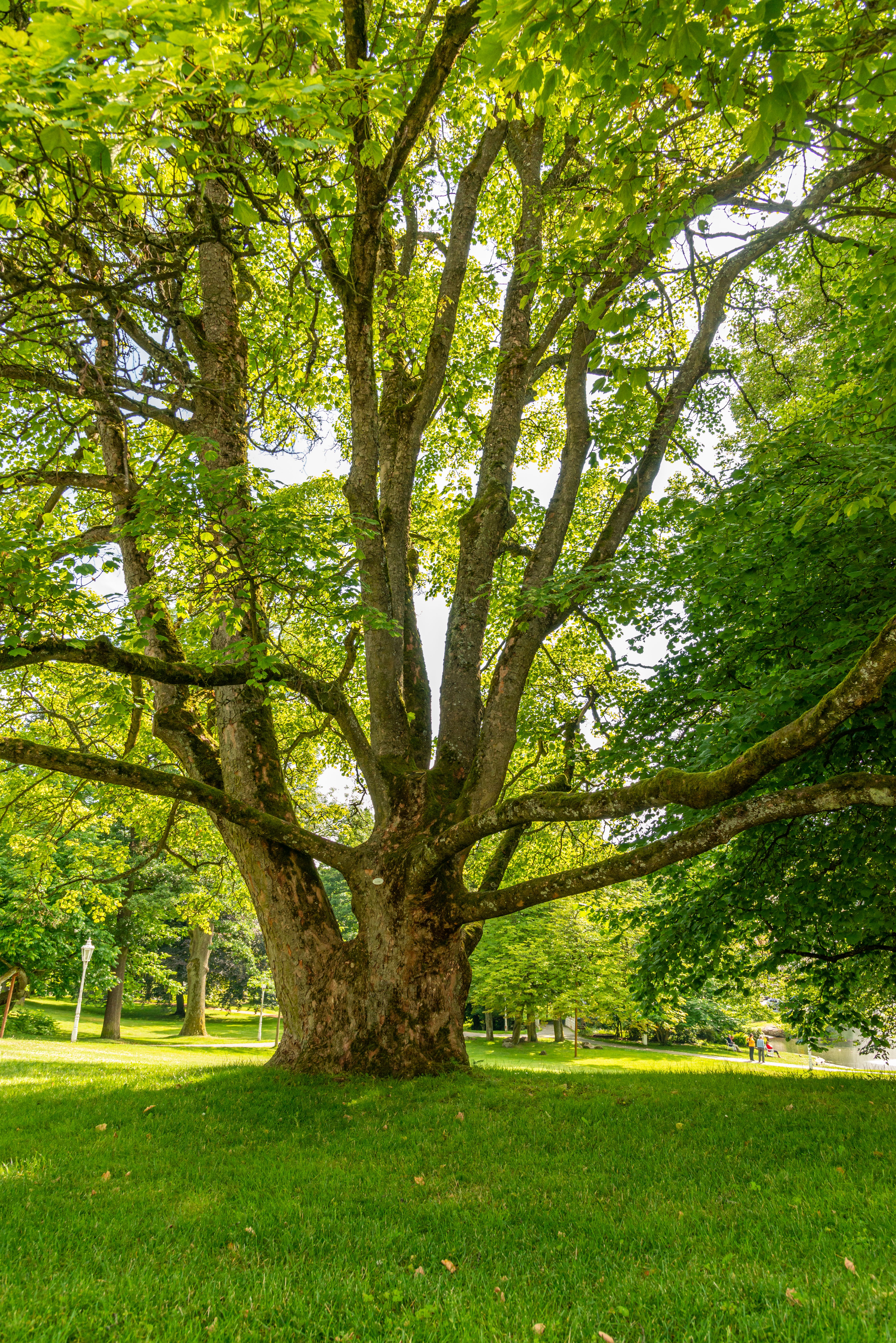 Green Tree in a Park · Free Stock Photo