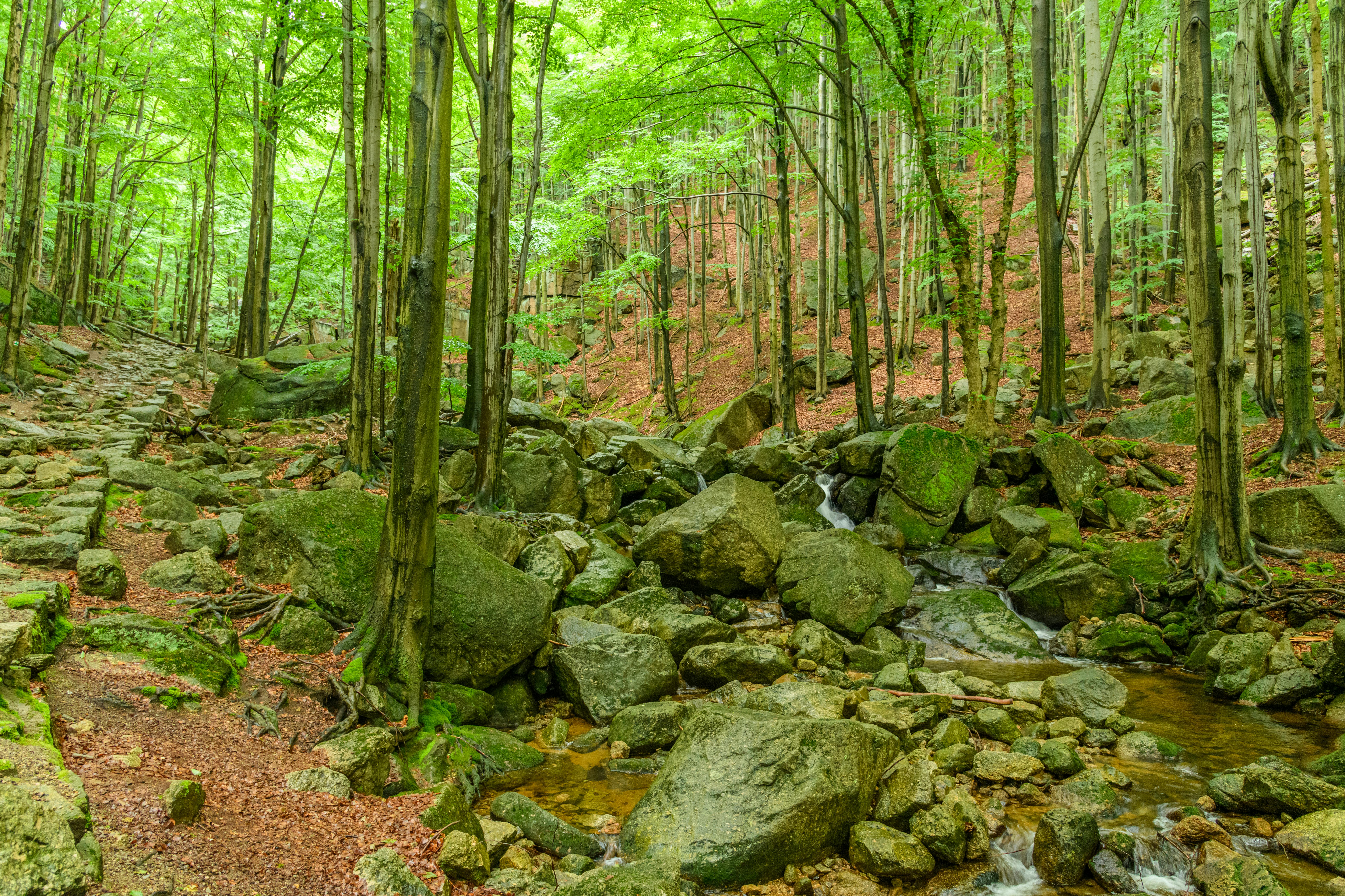 Big Rocks on the Stream Near Tall Trees in the Forest · Free Stock Photo