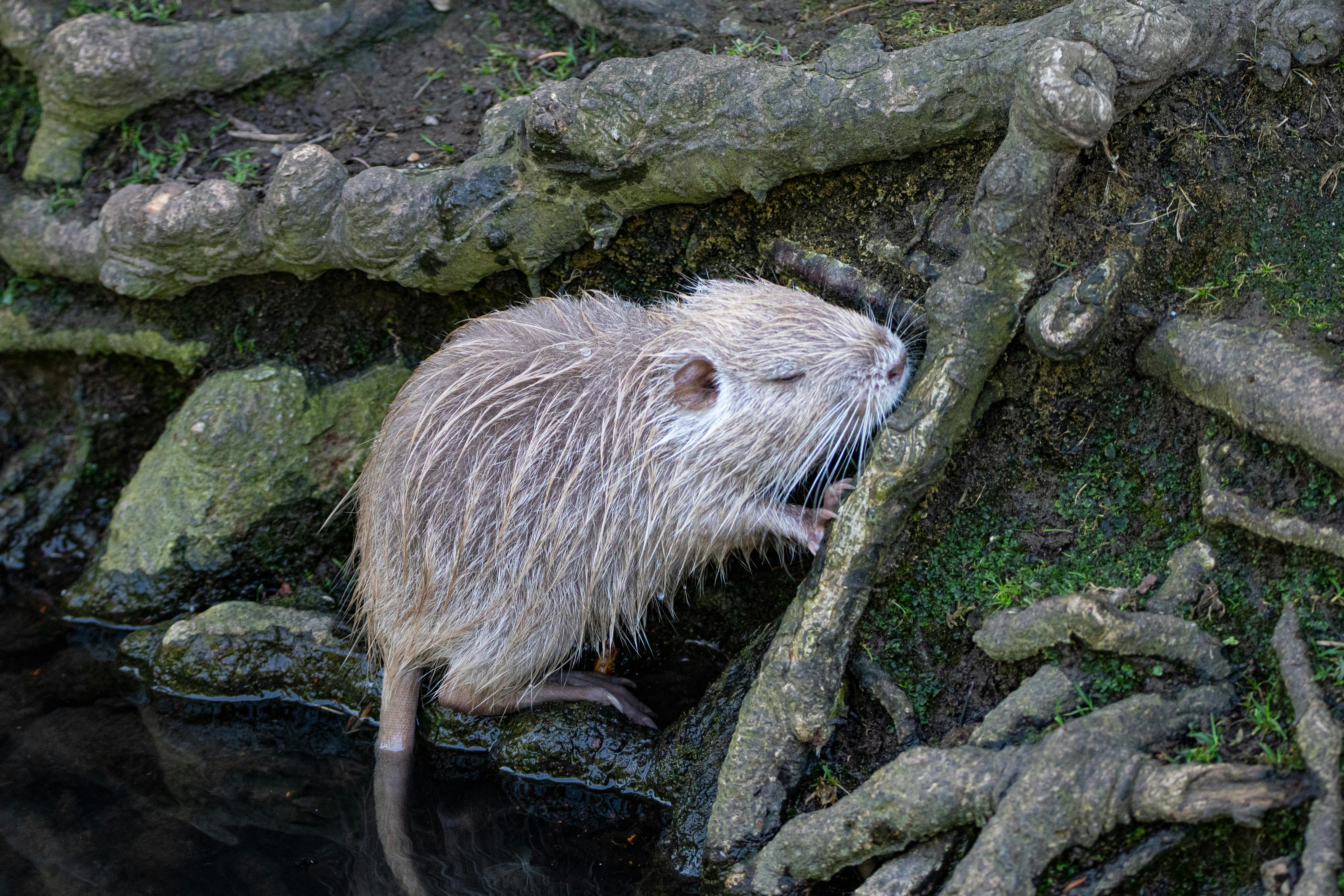 A Coypu on a Mossy Rock · Free Stock Photo