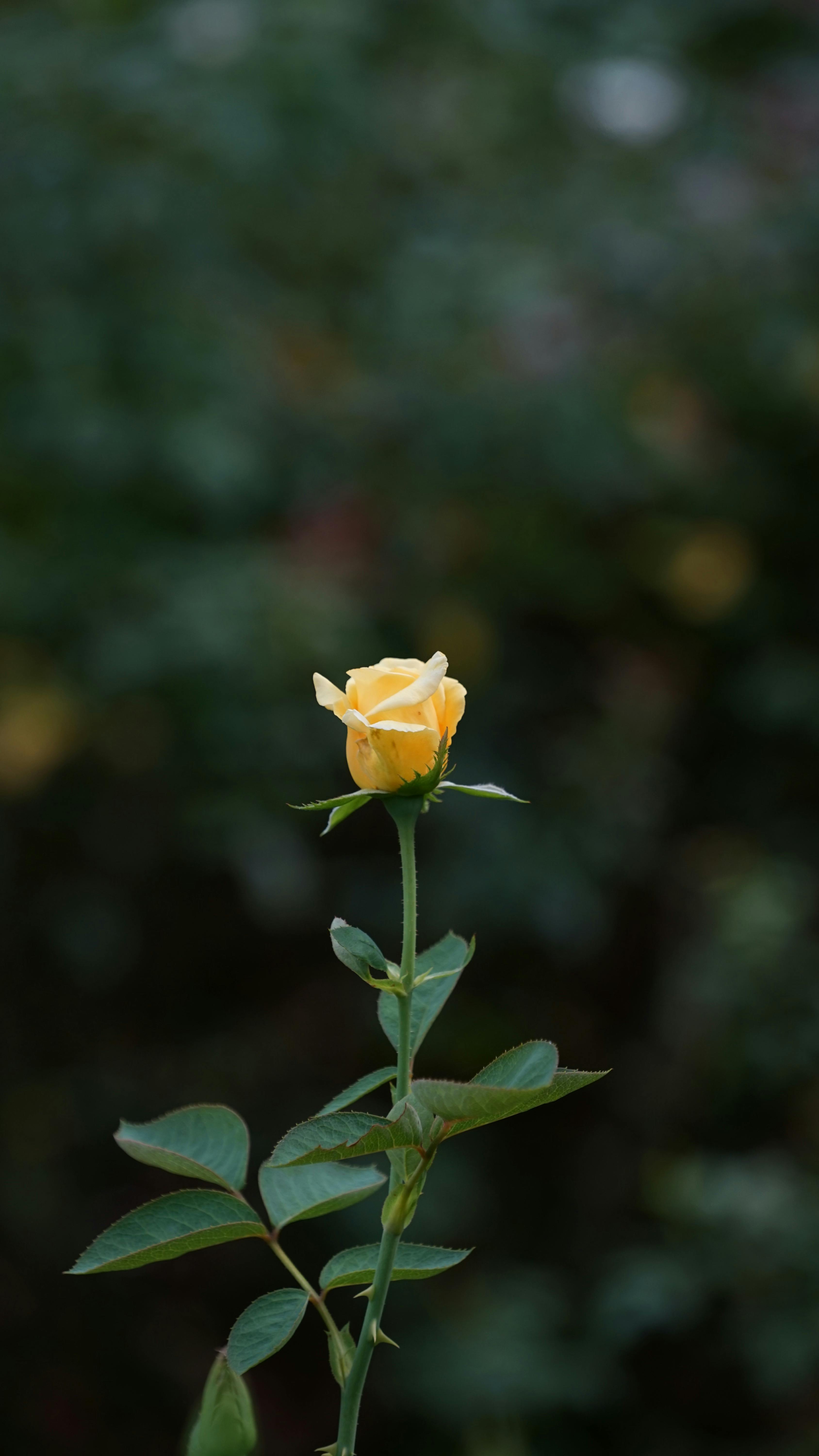 Watery Rose Photos, Download Free Watery Rose Stock Photos & HD Images