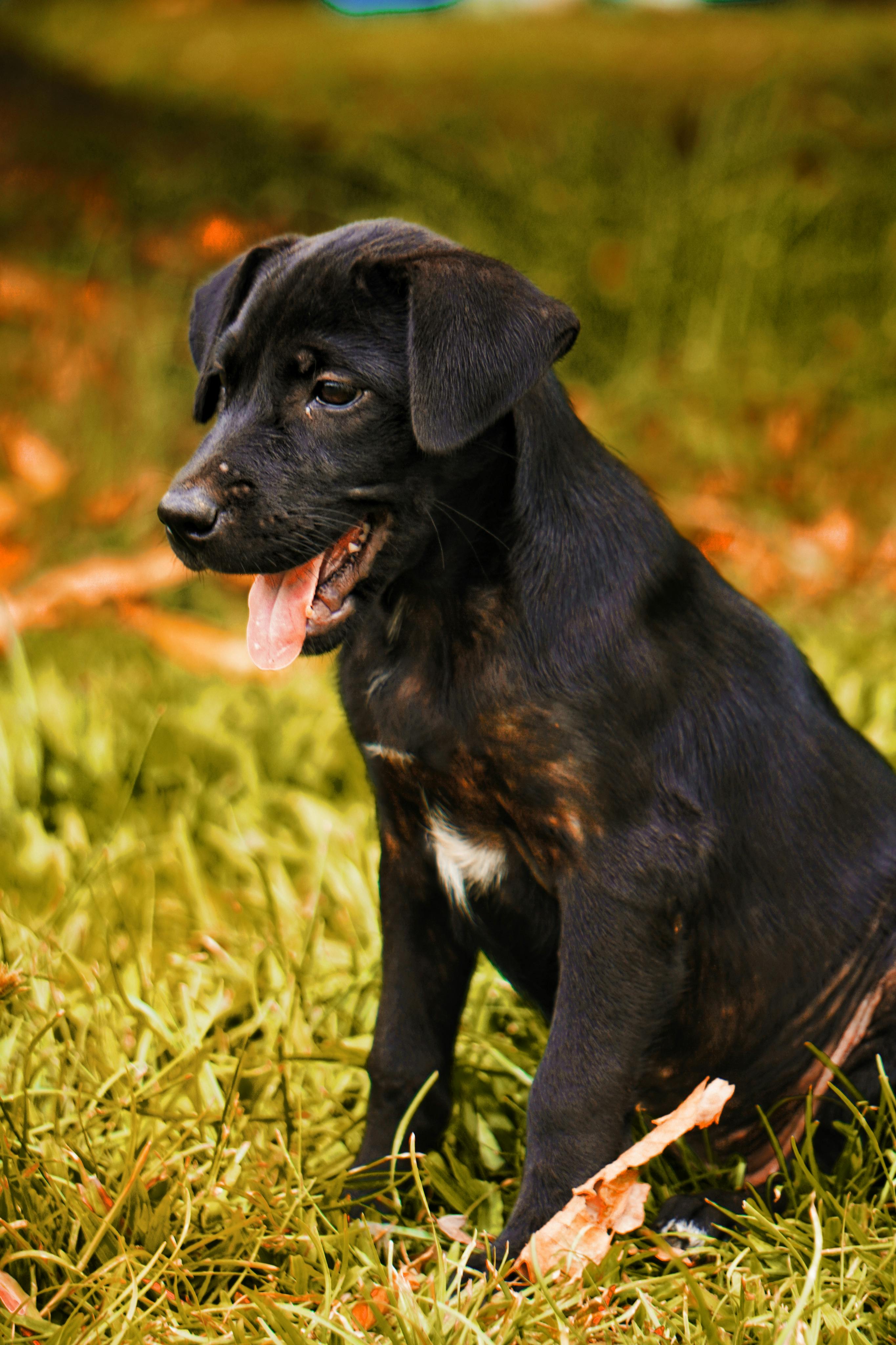 Close-Up Shot of a Dog · Free Stock Photo