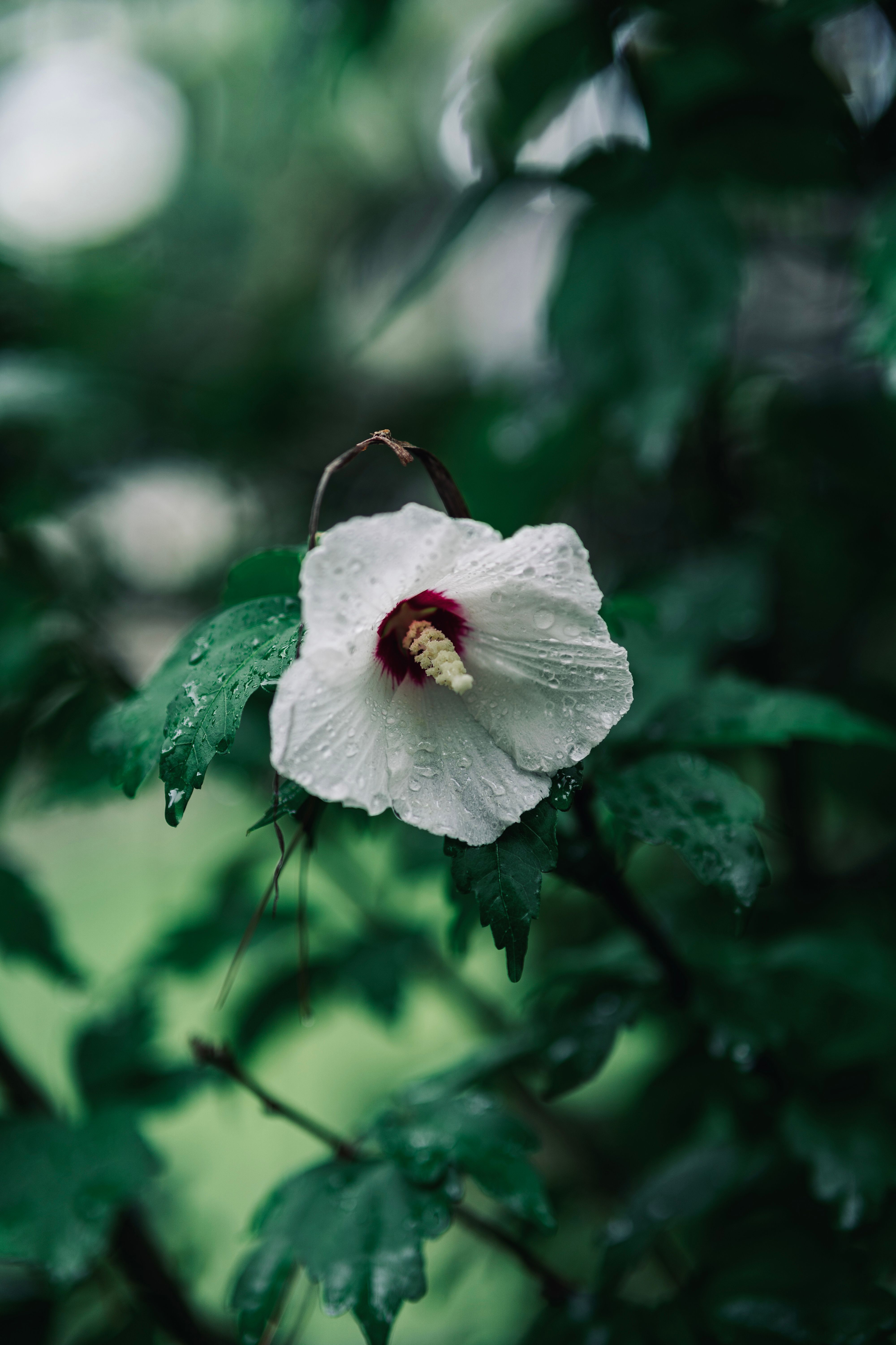 Close-Up Shot of Blooming White Flowers · Free Stock Photo