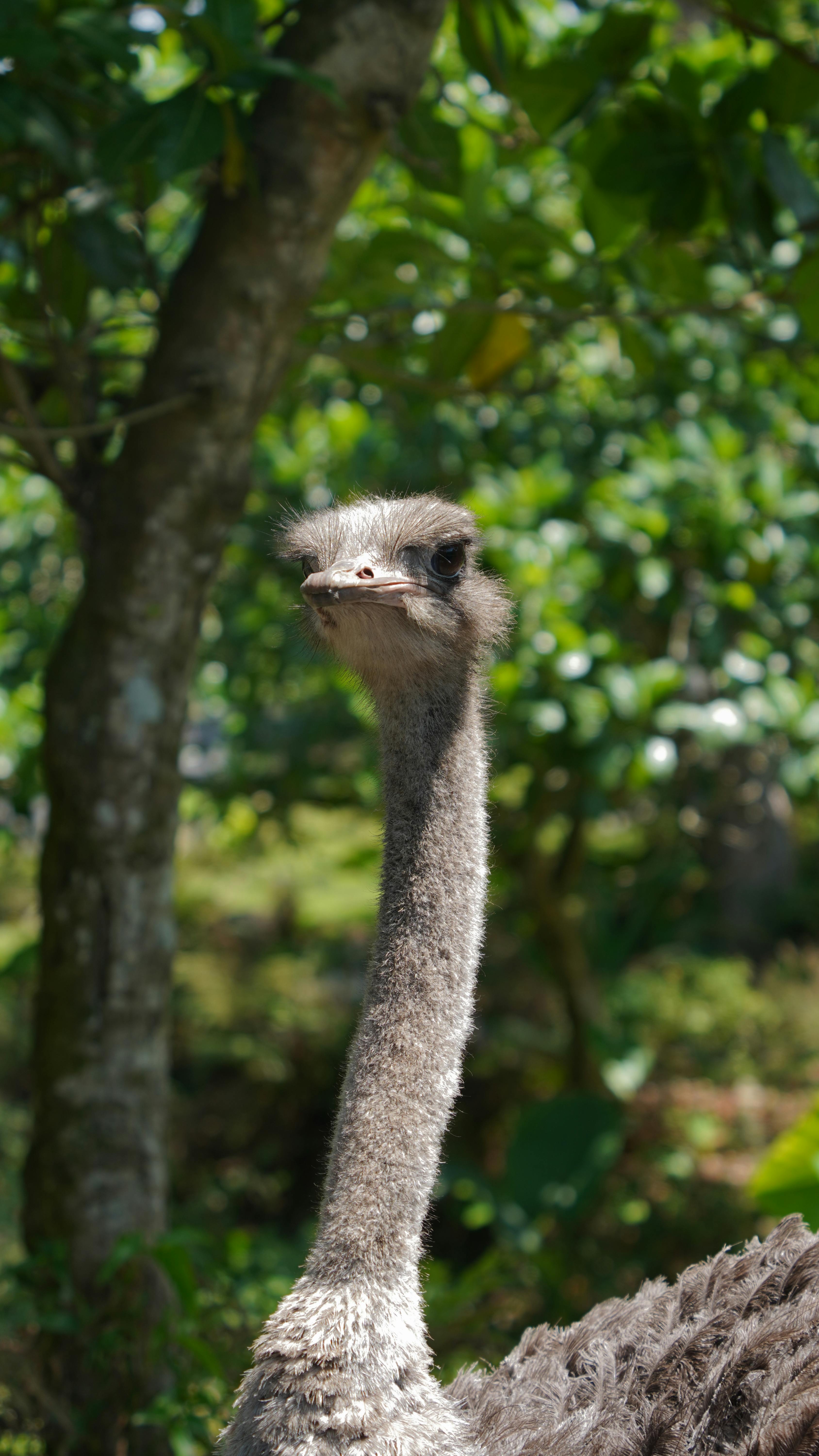 Close-up Photo Of Ostrich · Free Stock Photo