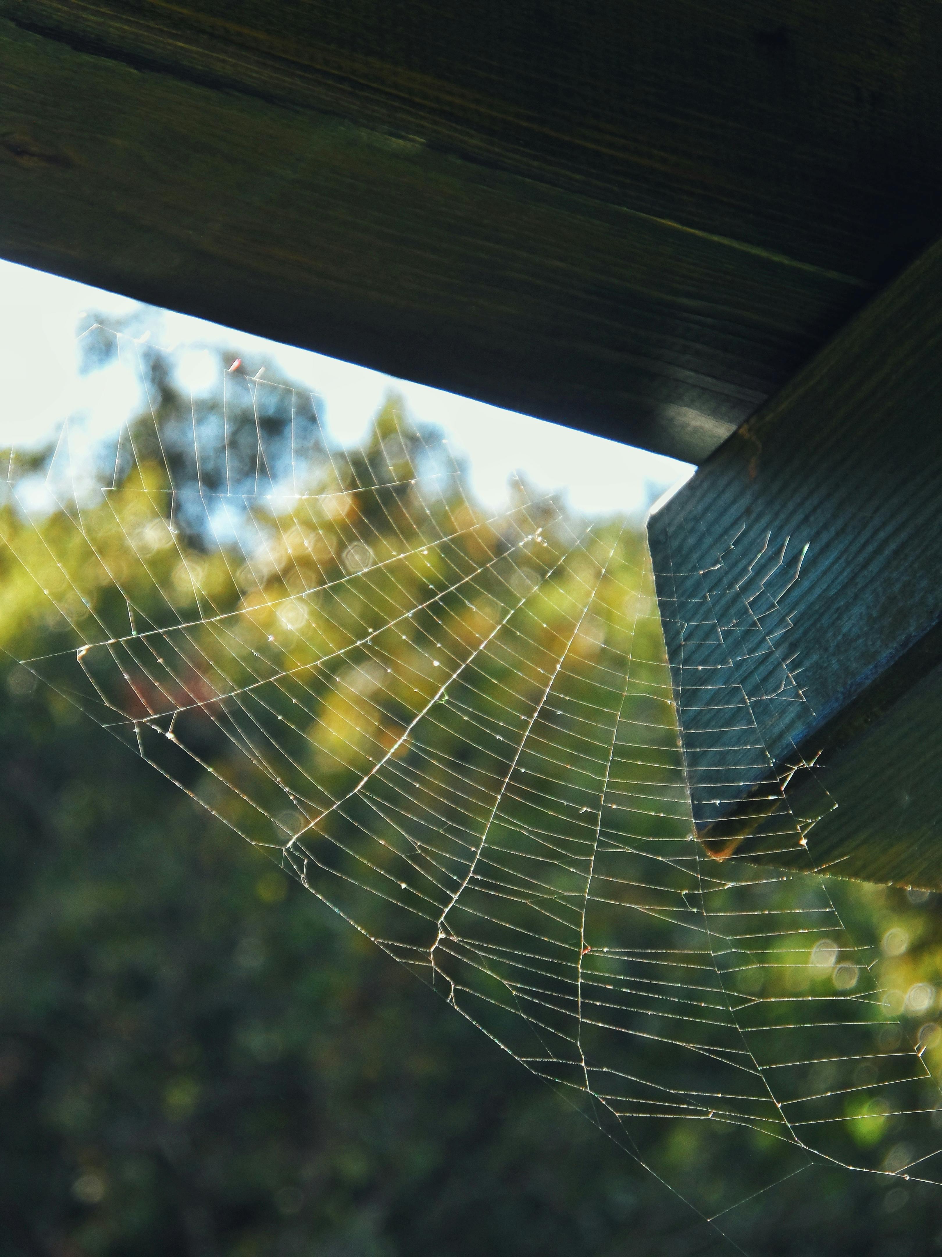 Photograph of Cobwebs · Free Stock Photo