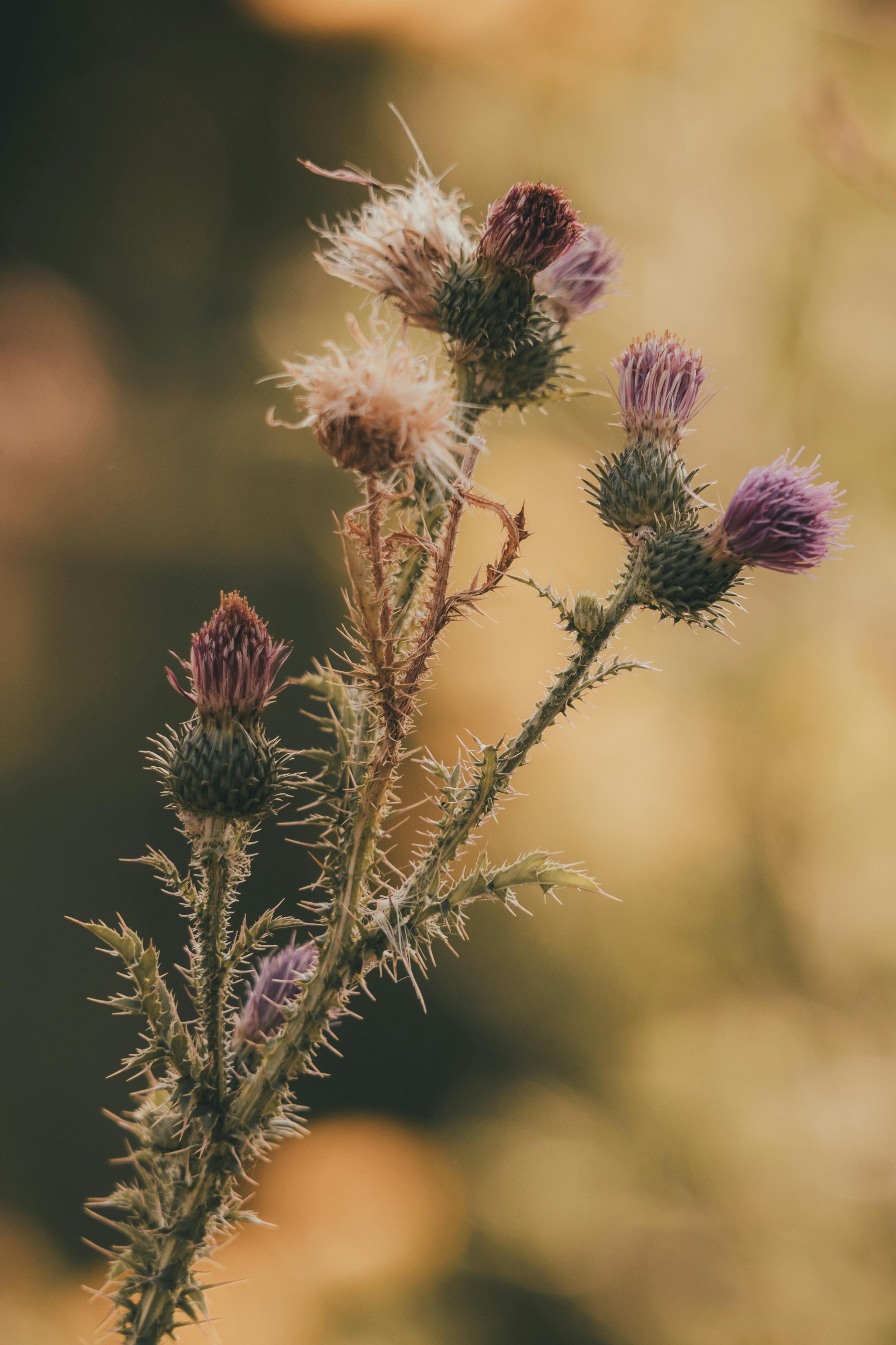 Pink Thistle Flowers · Free Stock Photo