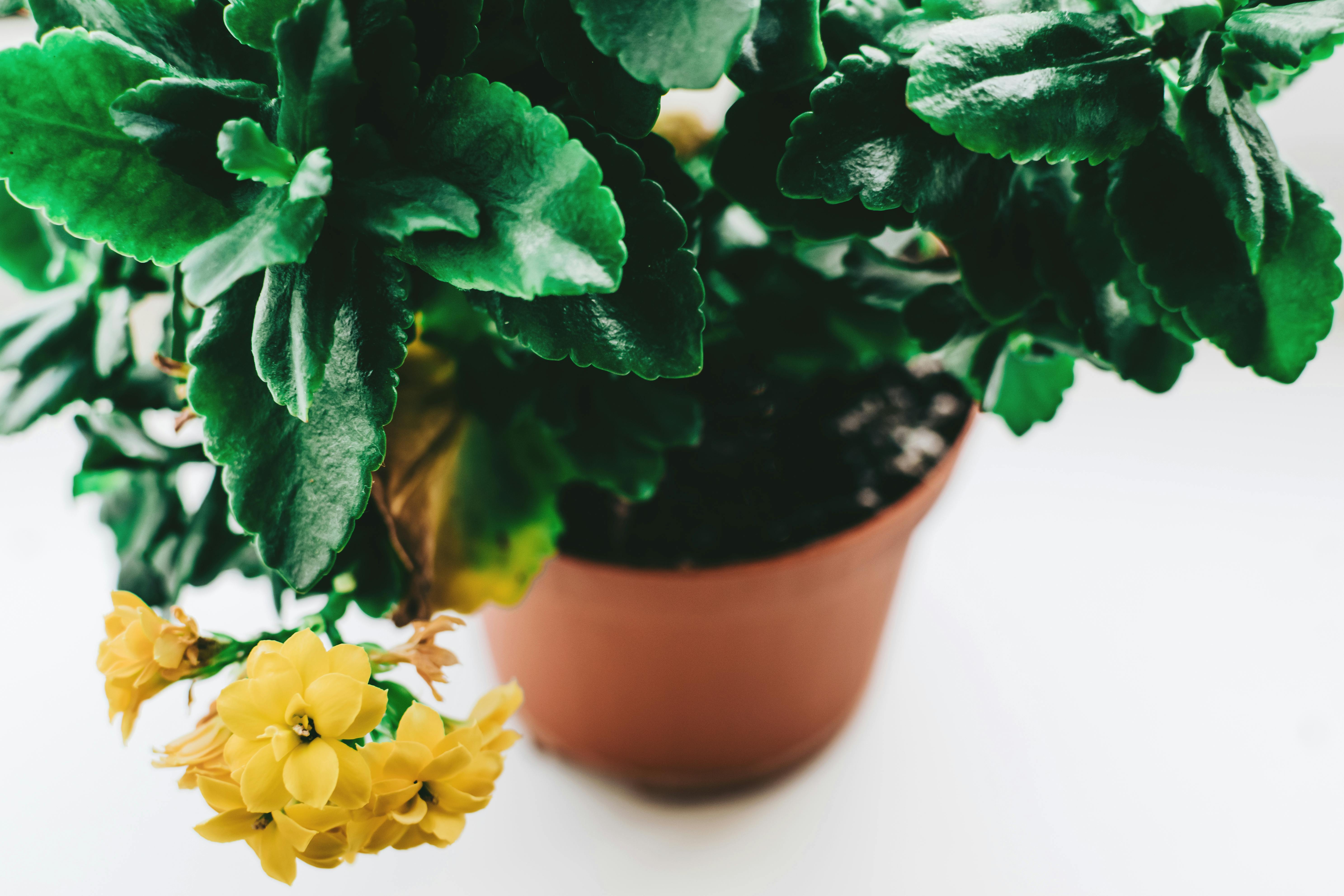 Green Jade Plant Lot · Free Stock Photo