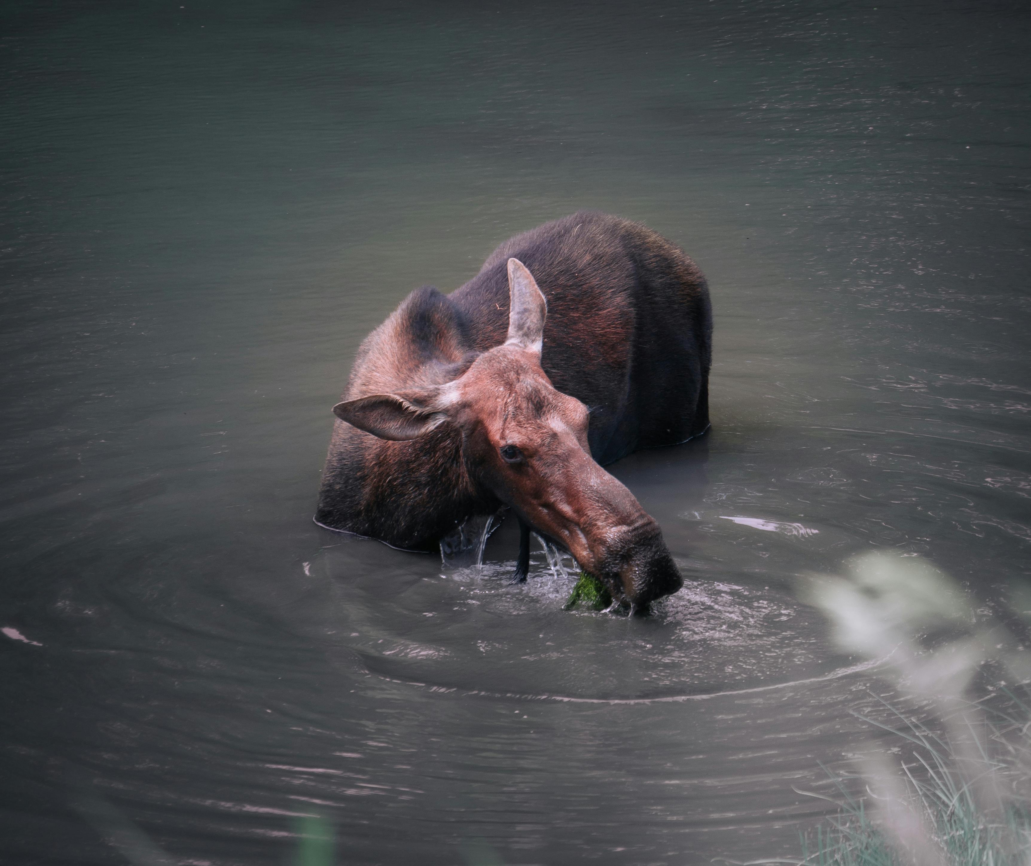 Close-Up Shot of Moose Drinking Water · Free Stock Photo