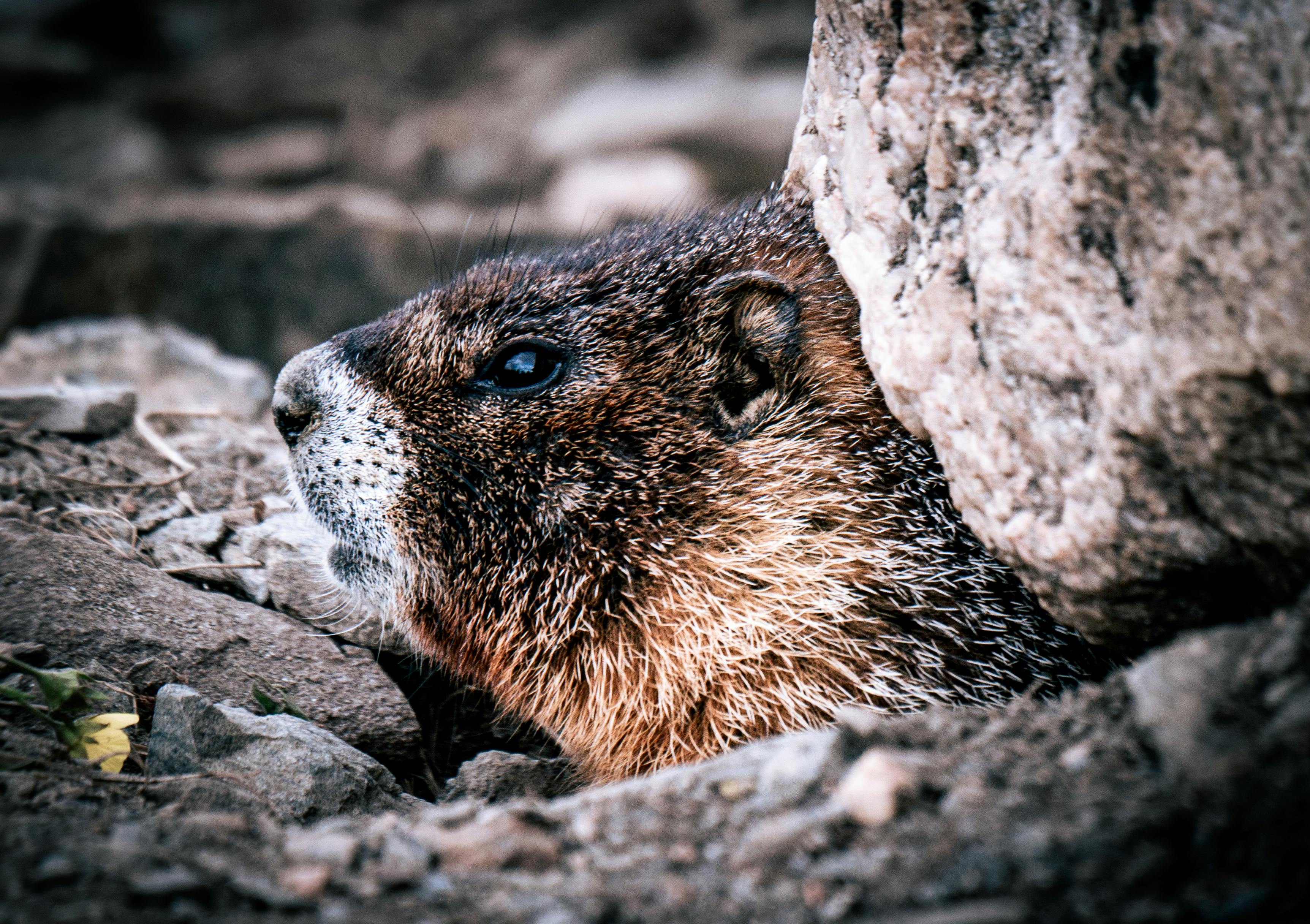 Rock Chuck Photos, Download The BEST Free Rock Chuck Stock Photos & HD ...