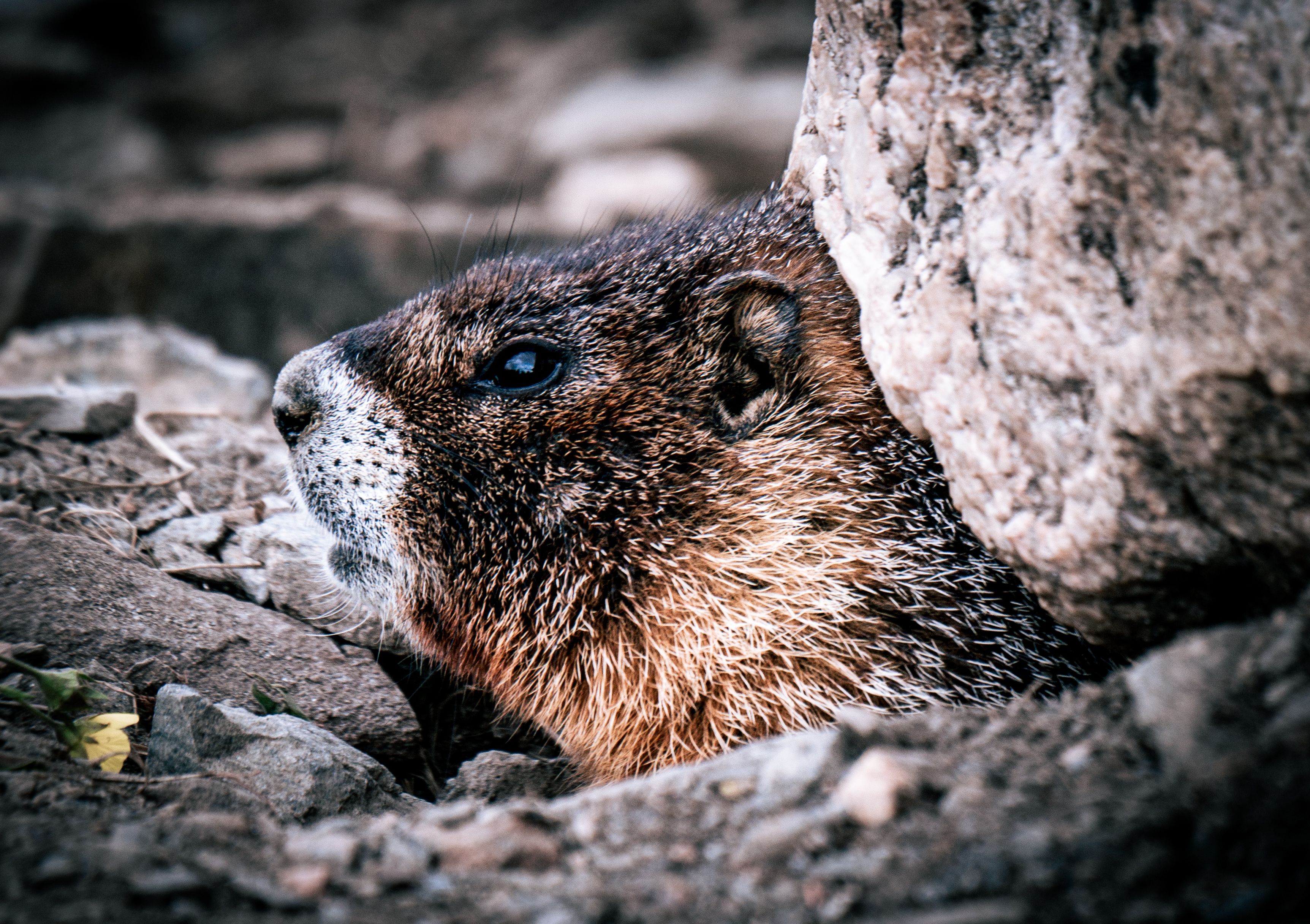 A Close-Up Shot of a Vancouver Island Marmot · Free Stock Photo