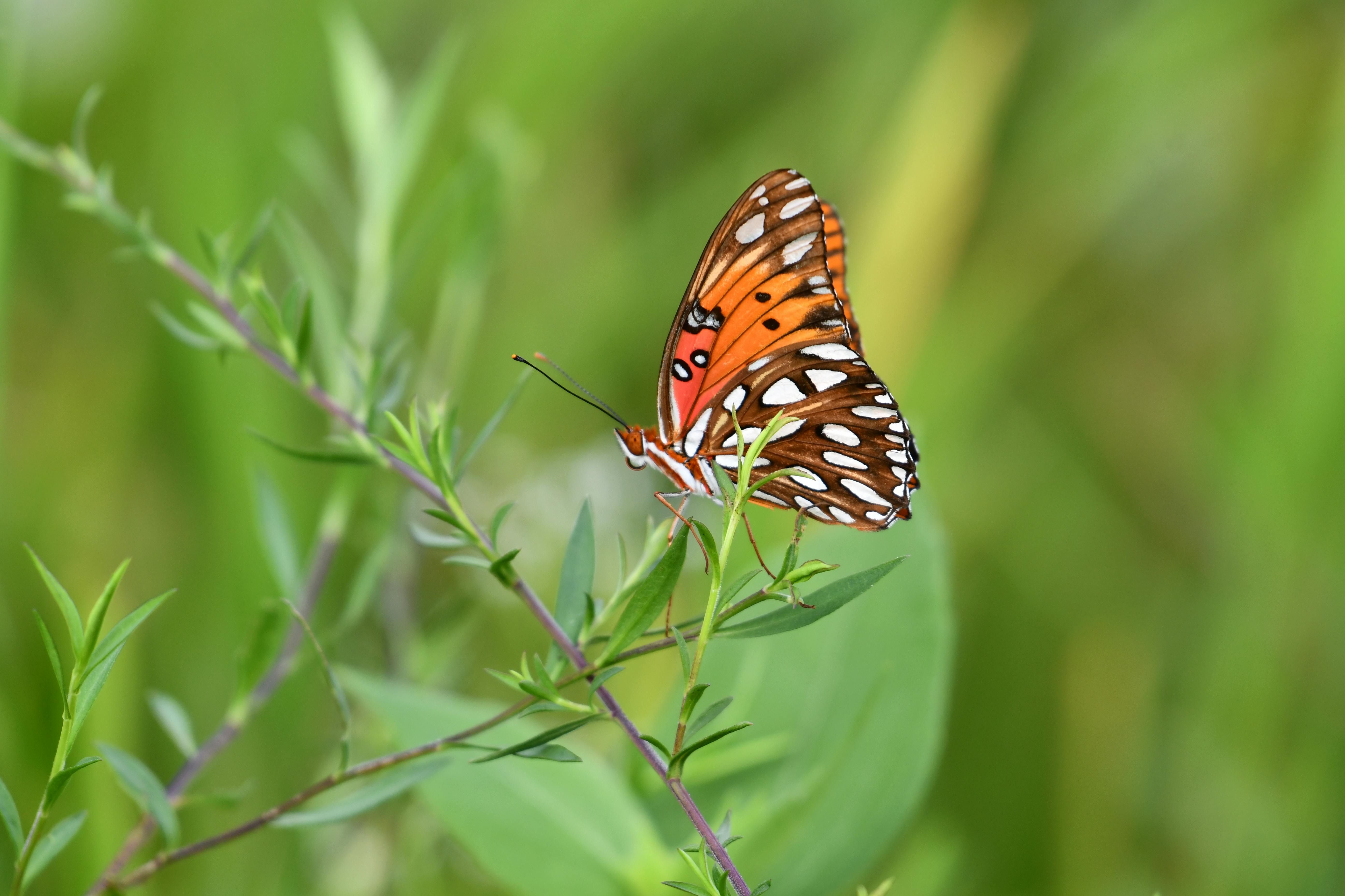 Monark Butterfly in Close Up Shot · Free Stock Photo