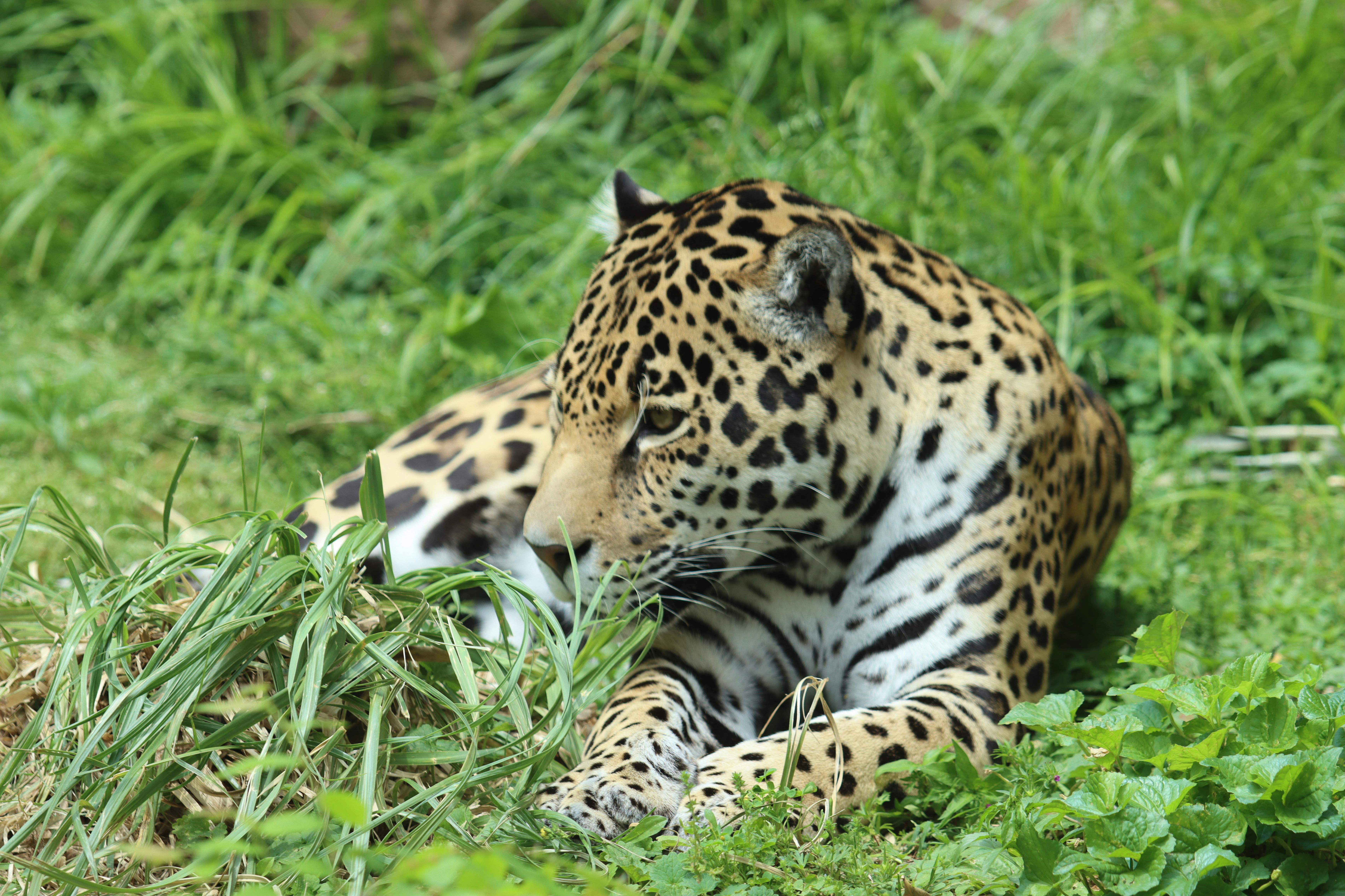 Leopard Lying Down on Green Grass · Free Stock Photo