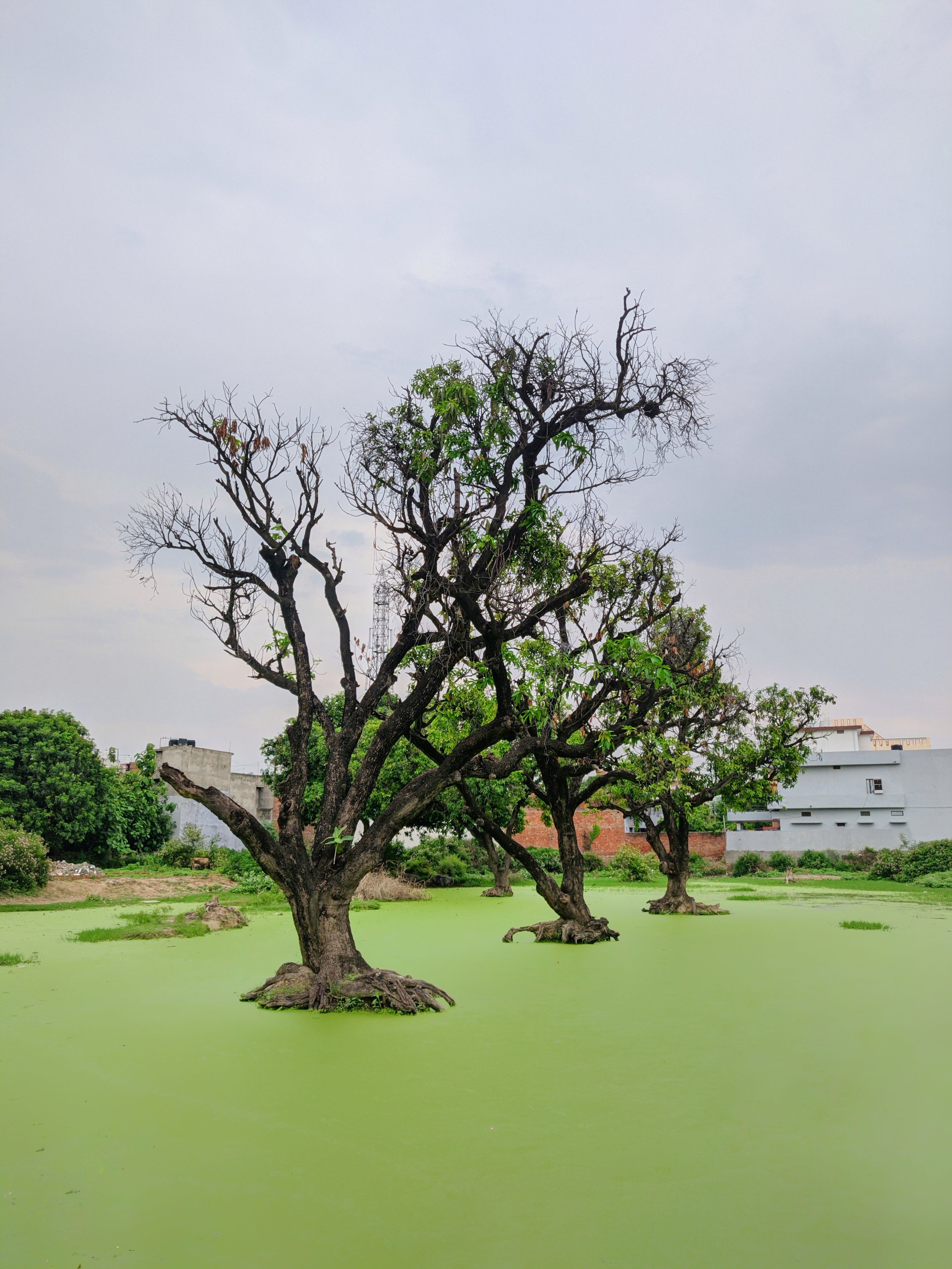 Swamp in Green Forest · Free Stock Photo
