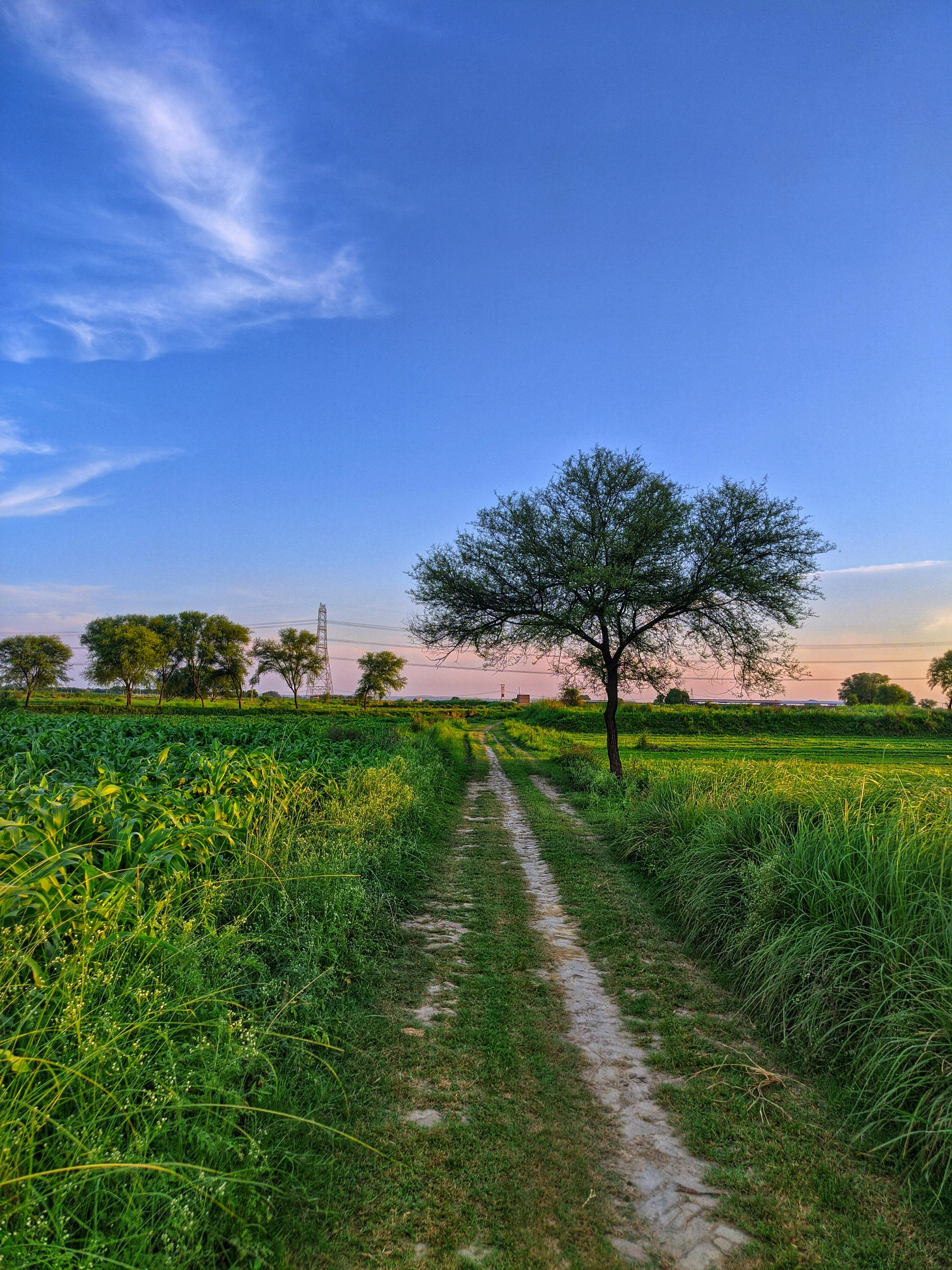 Unpaved Pathway in Between Grass Field · Free Stock Photo