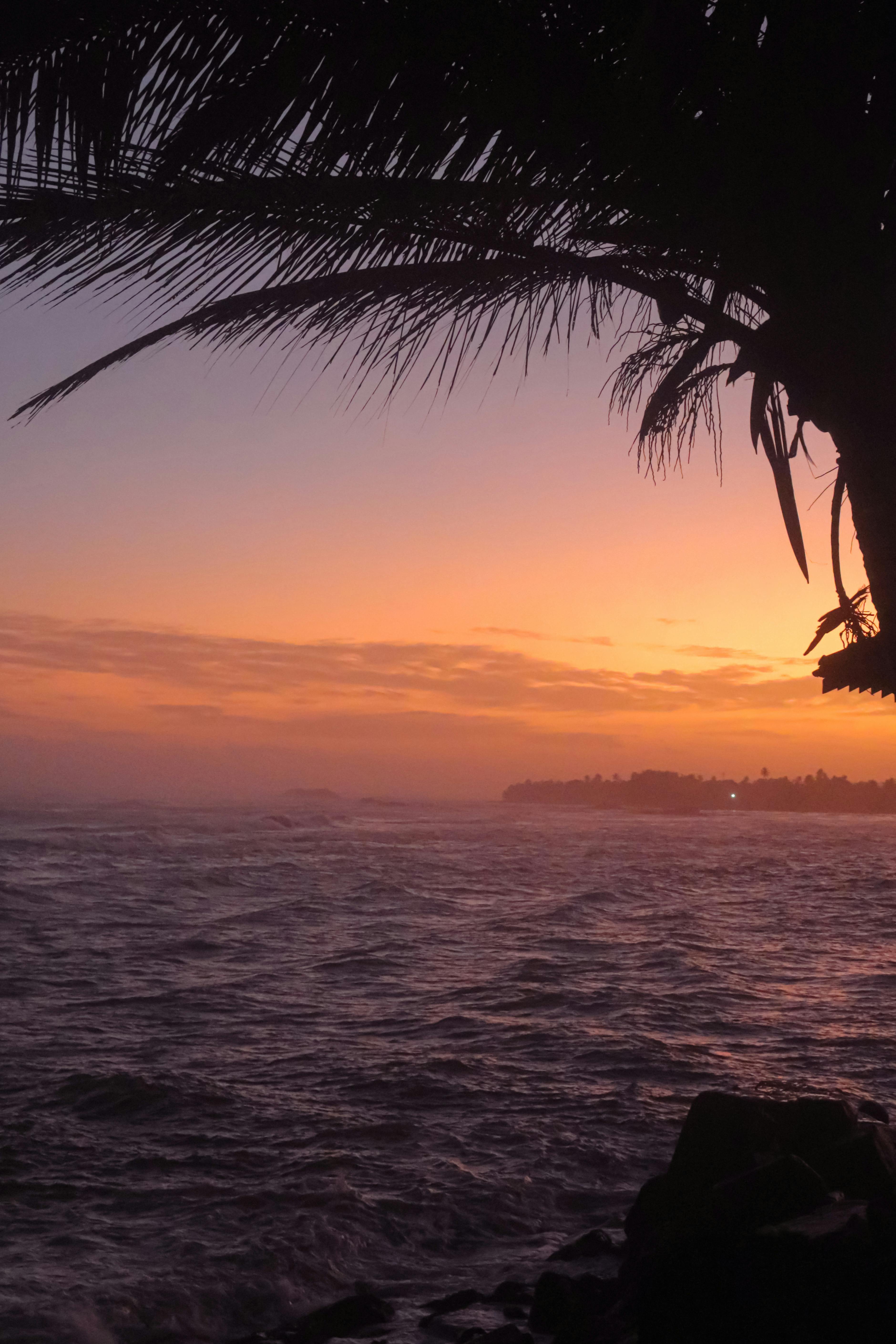 Sunset Scenery from Behind a Palm Tree · Free Stock Photo