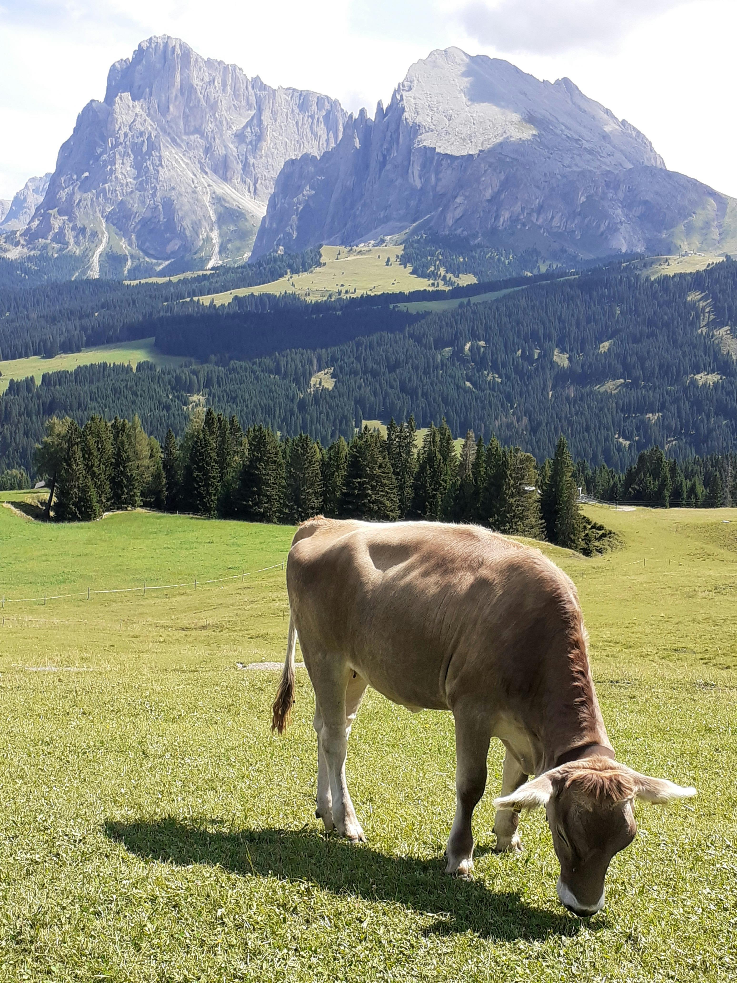 Parda Photos, Download The BEST Free Parda Stock Photos & HD Images