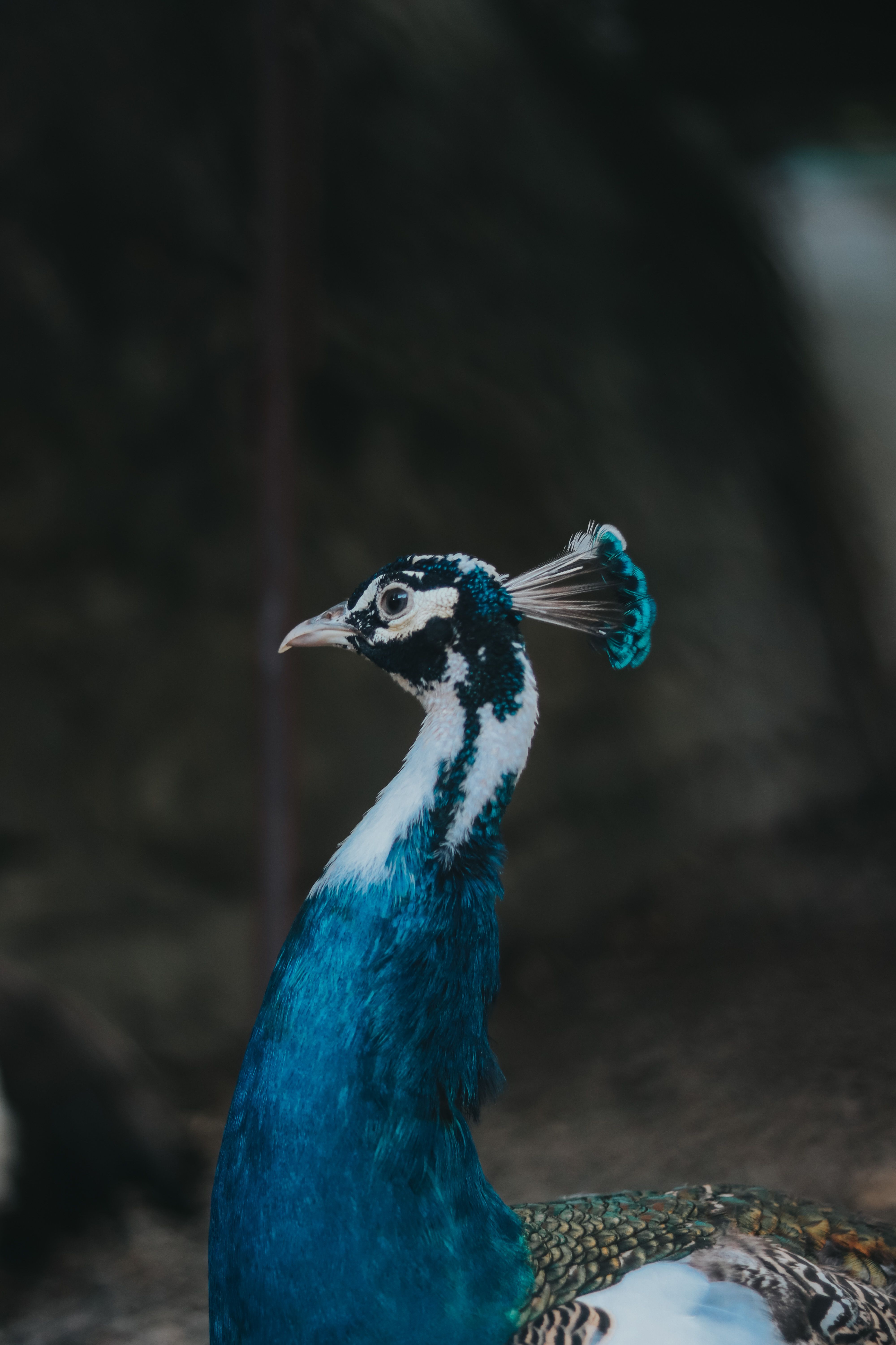 Close-Up of a Cassowary · Free Stock Photo