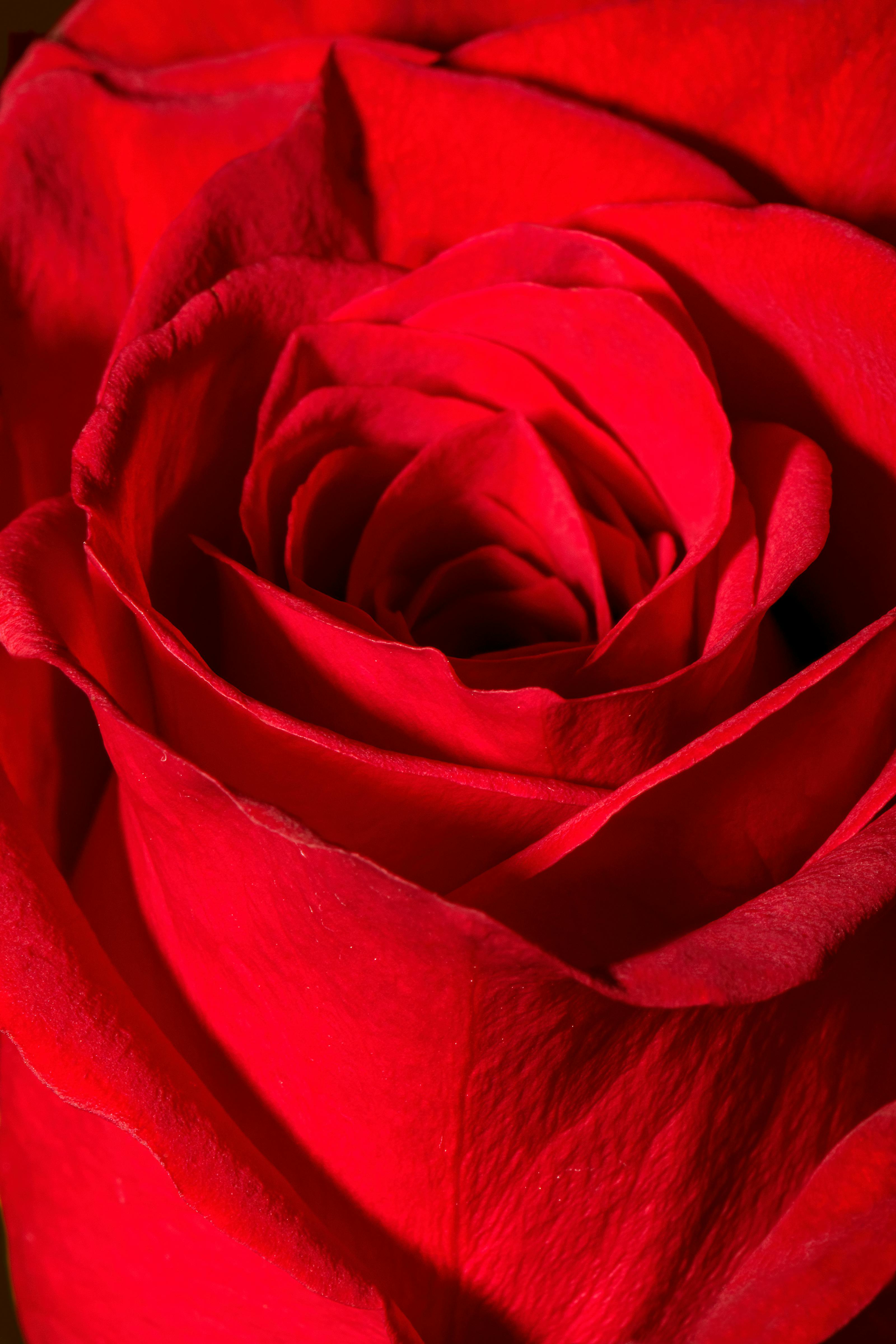 A Red Rose on Book · Free Stock Photo