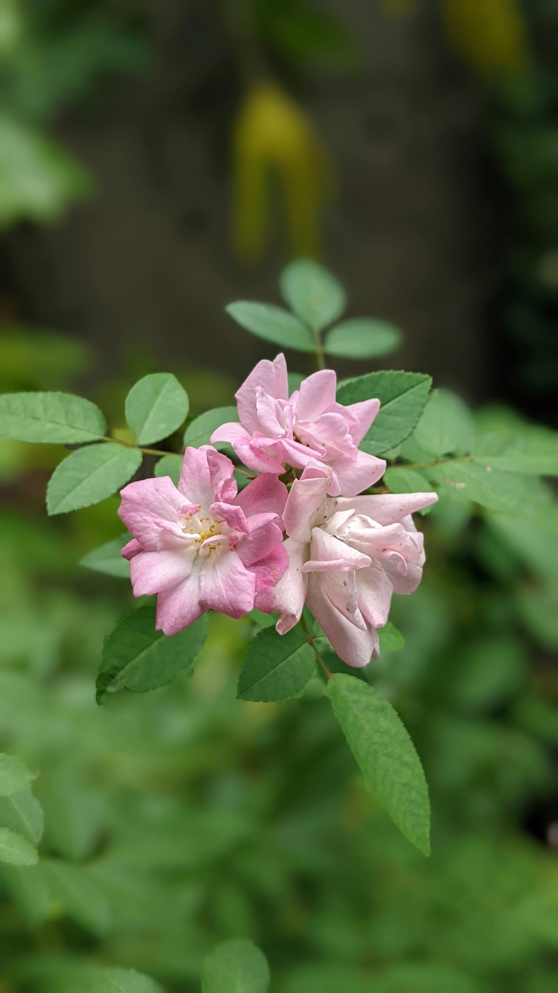 Miranda Rose Photos, Download The BEST Free Miranda Rose Stock Photos ...