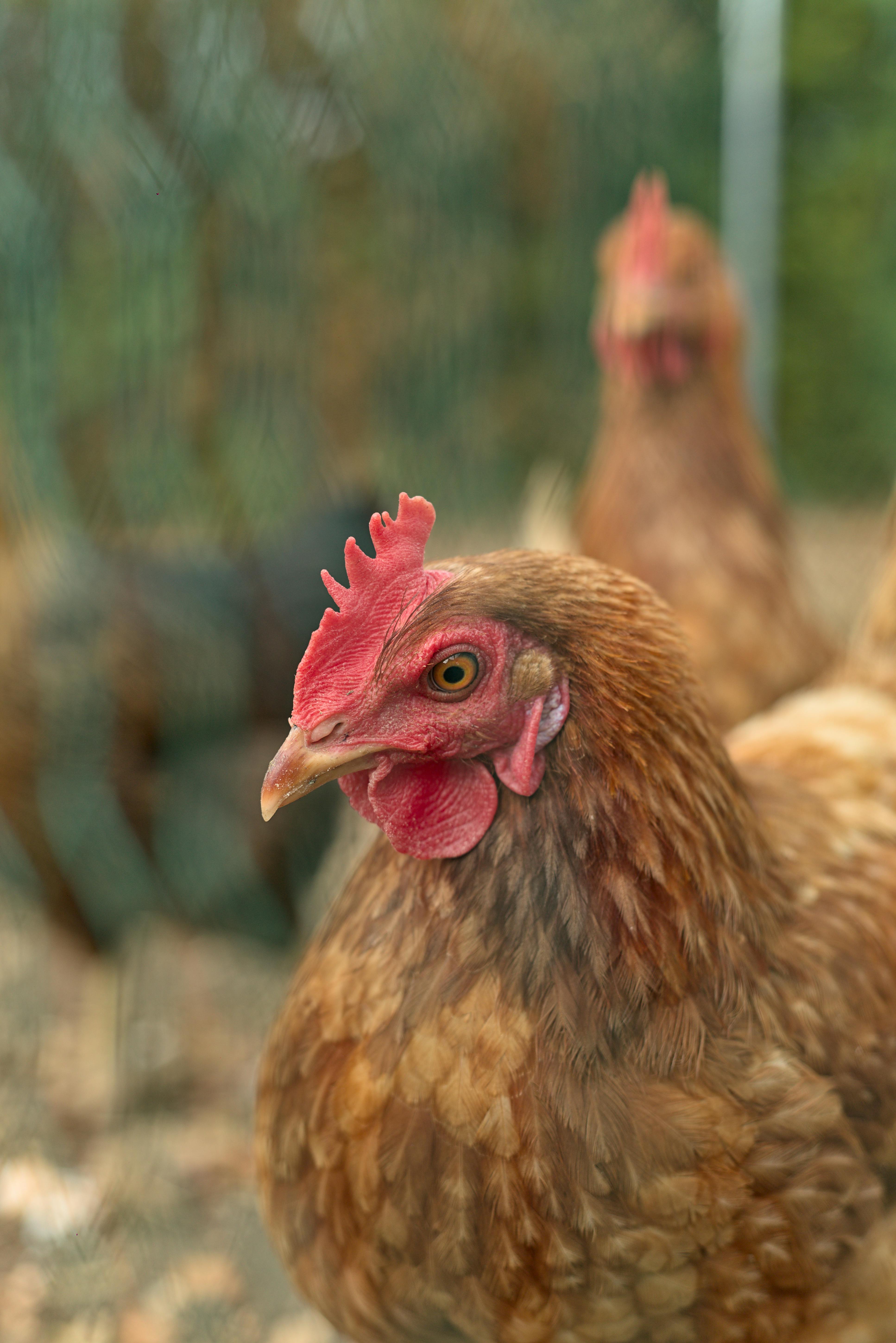 A Close-Up Shot of a hen · Free Stock Photo