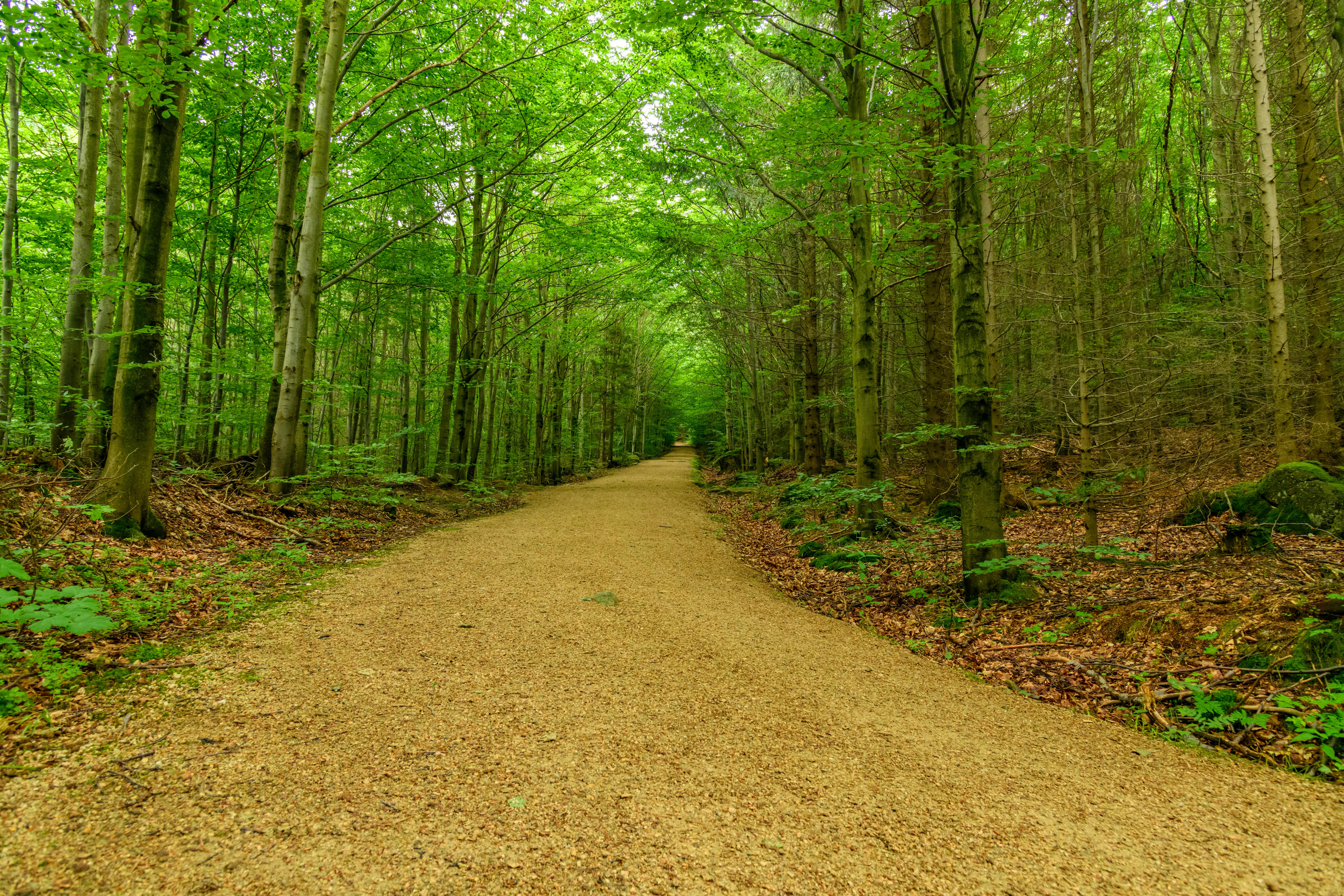 An Unpaved Road in a Forest · Free Stock Photo