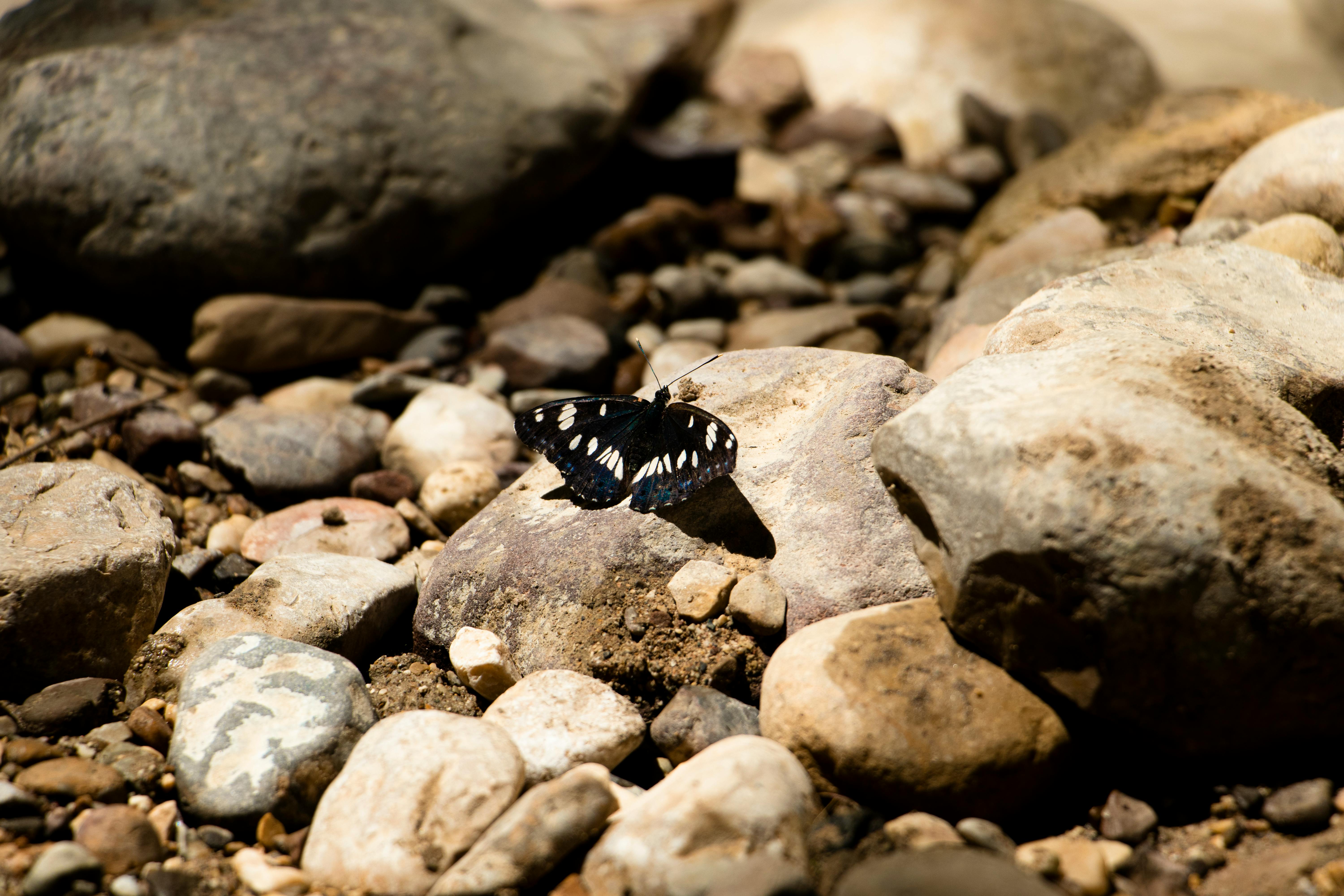 Butterfly Rocks Photos, Download The BEST Free Butterfly Rocks Stock ...