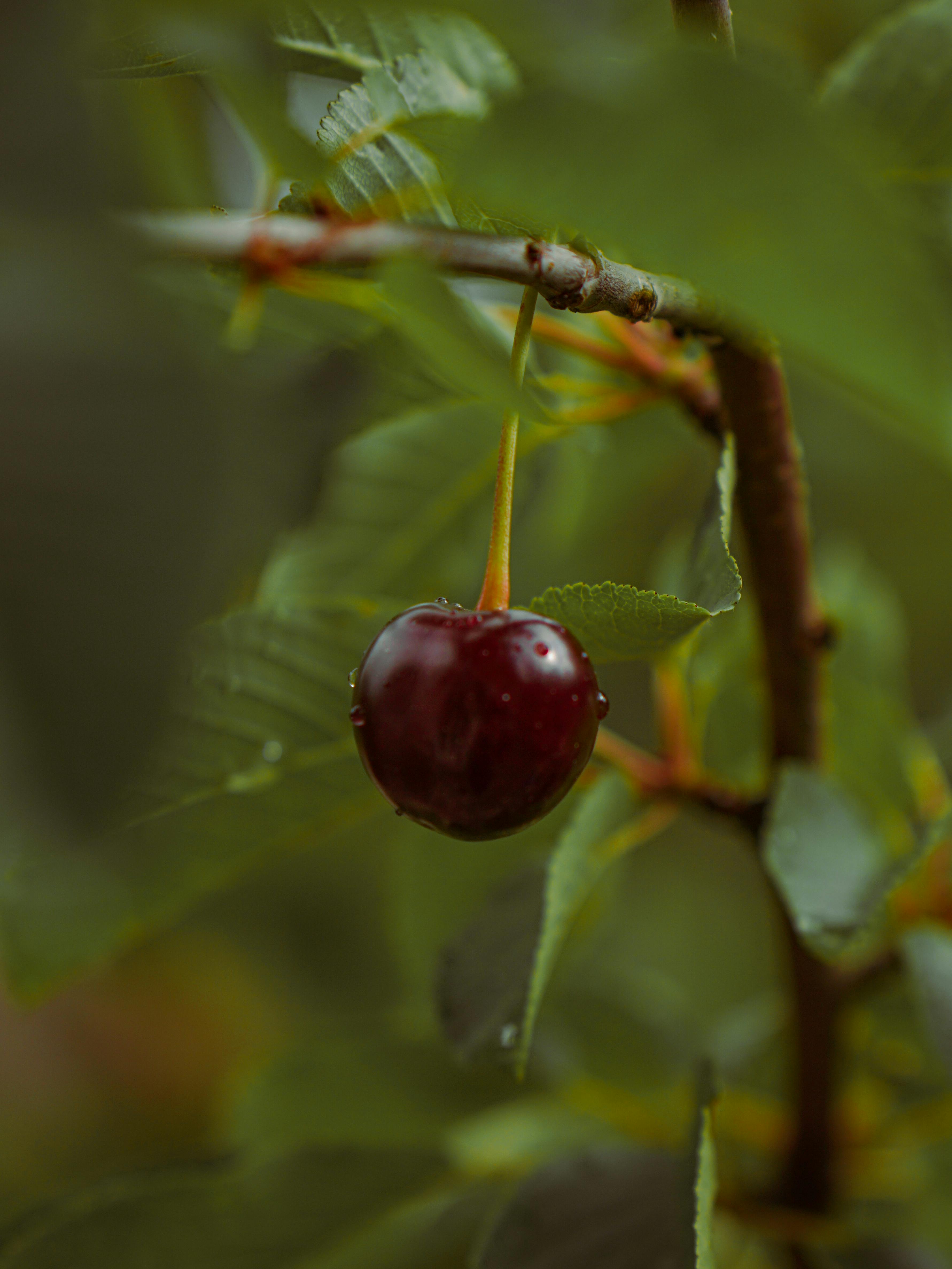 Close-Up Shot of a Cherry · Free Stock Photo
