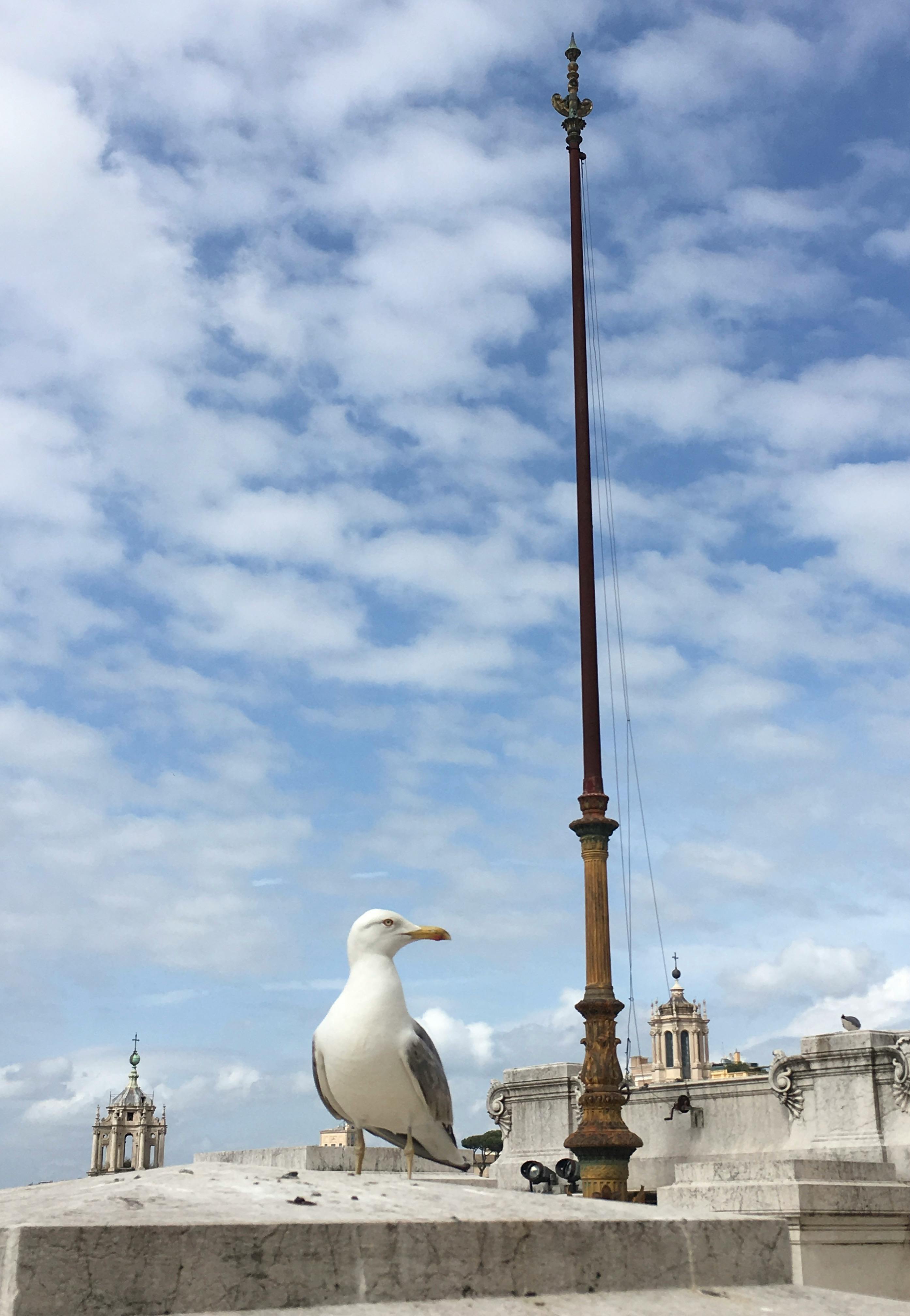 White Bird on Top of Building · Free Stock Photo