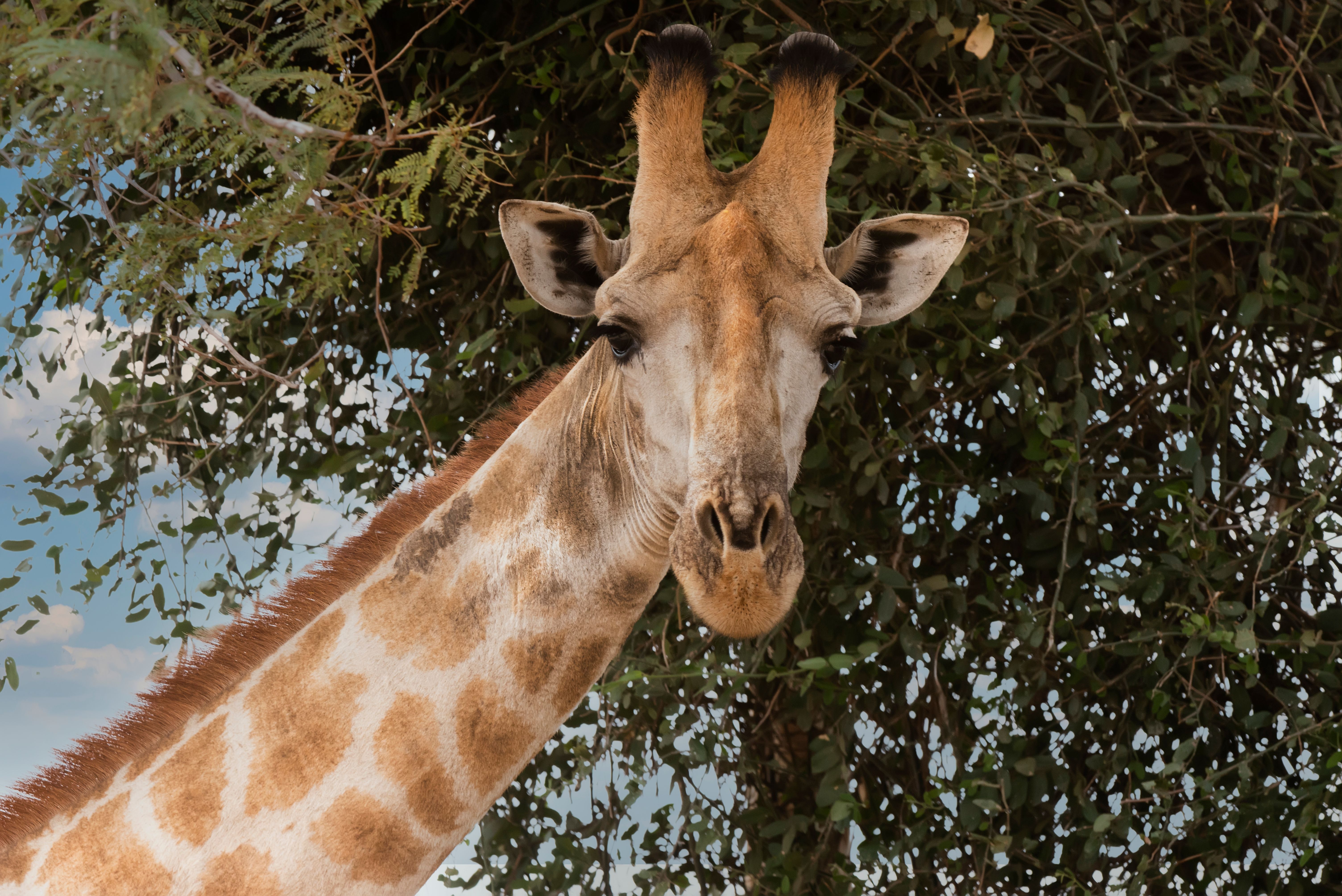Close-Up Shot of a Giraffe · Free Stock Photo