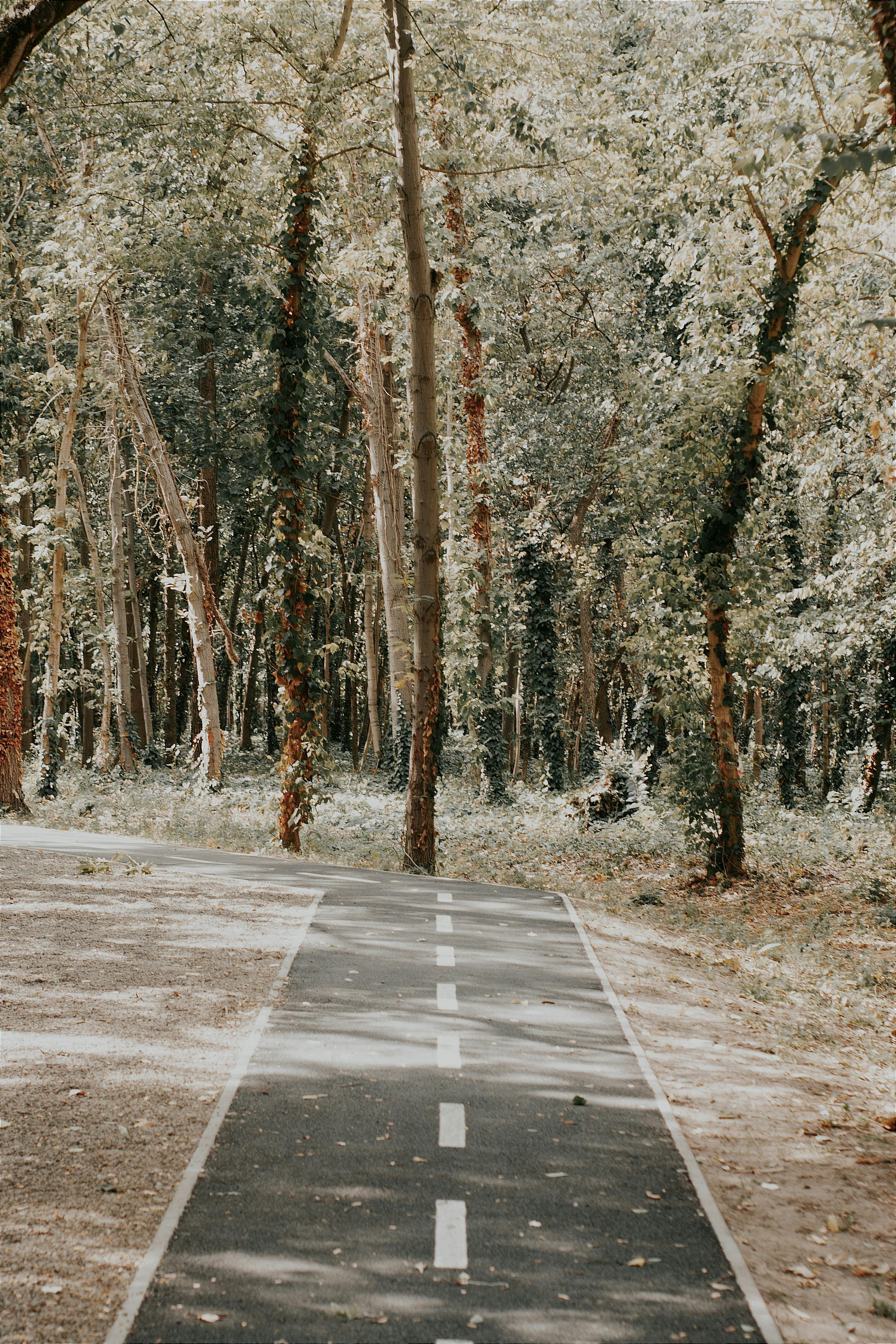 White Wooden Bench Near the Walk Path · Free Stock Photo
