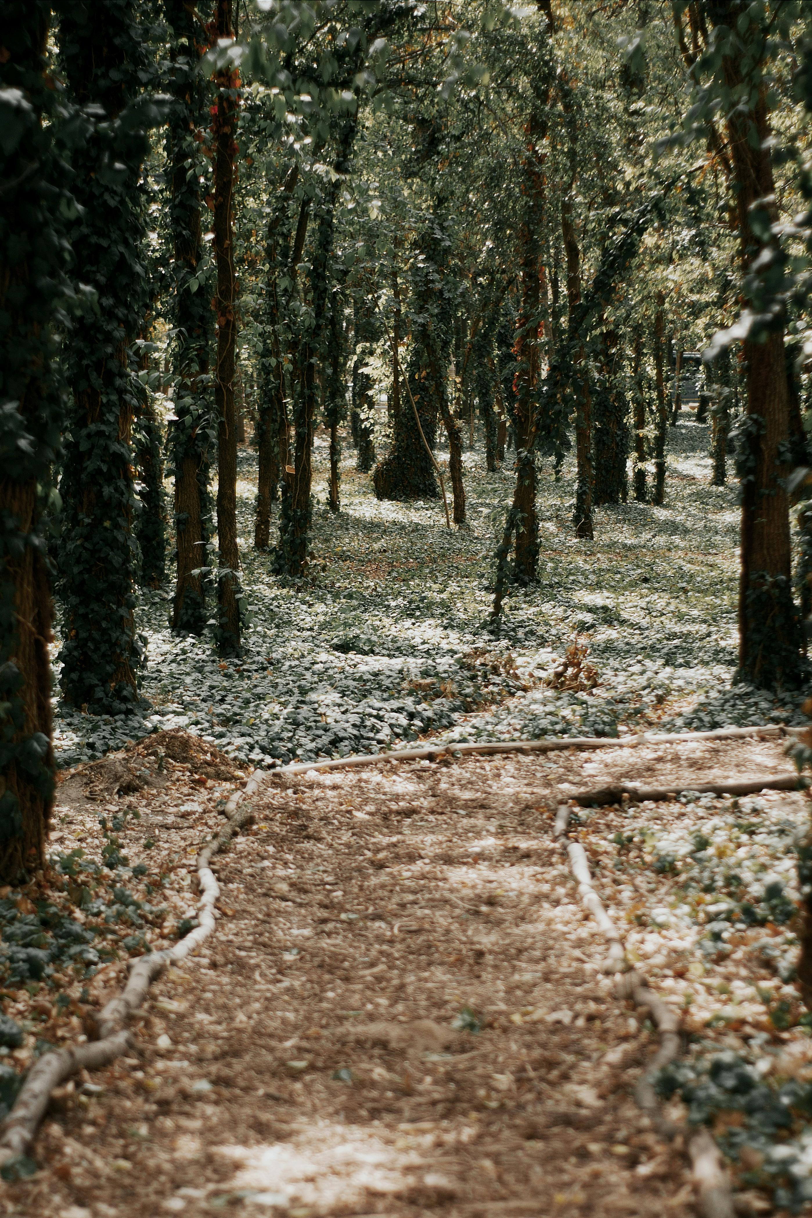 Photo Of Person Standing In Between Trees · Free Stock Photo