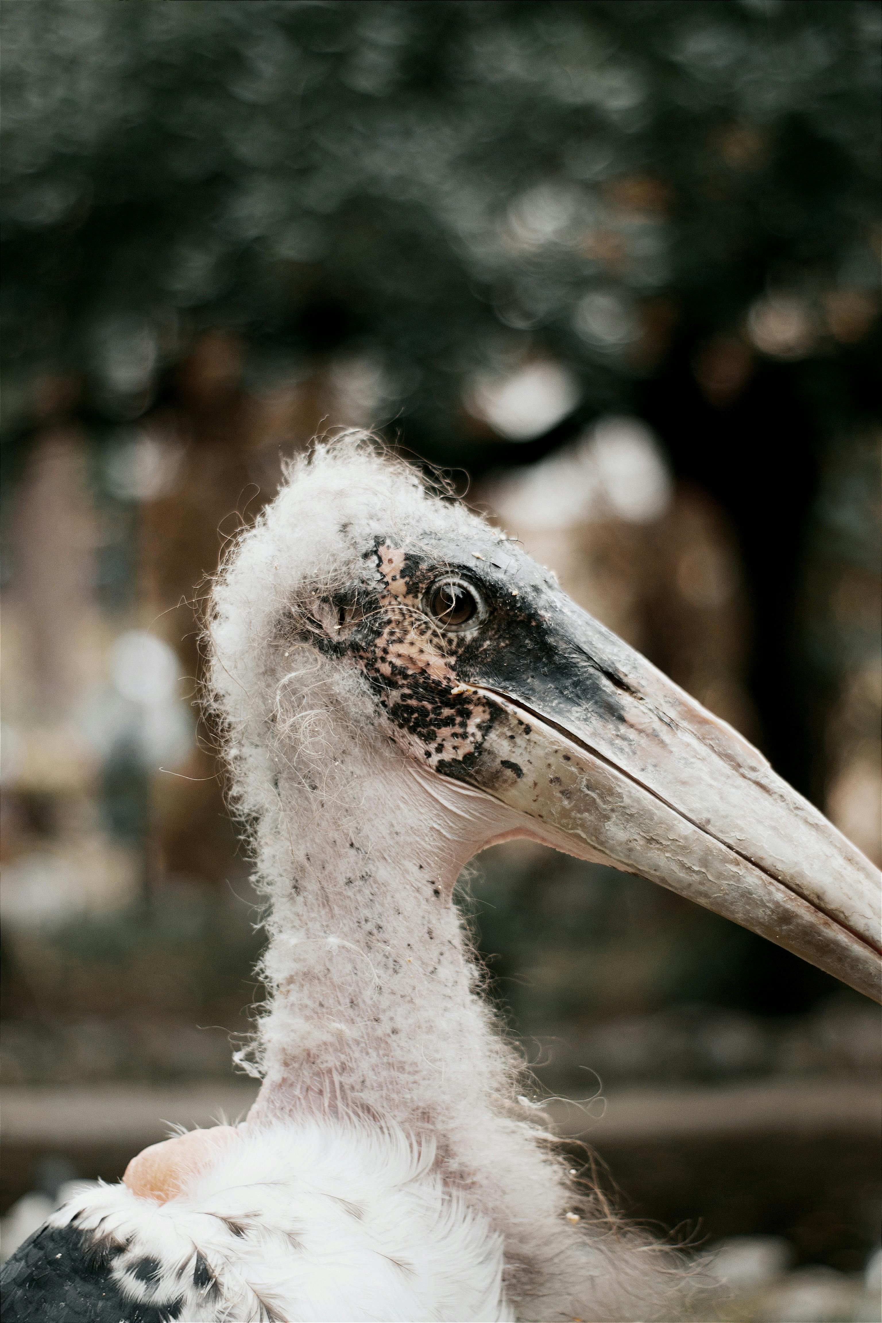 Close-up of Stork in Nature · Free Stock Photo