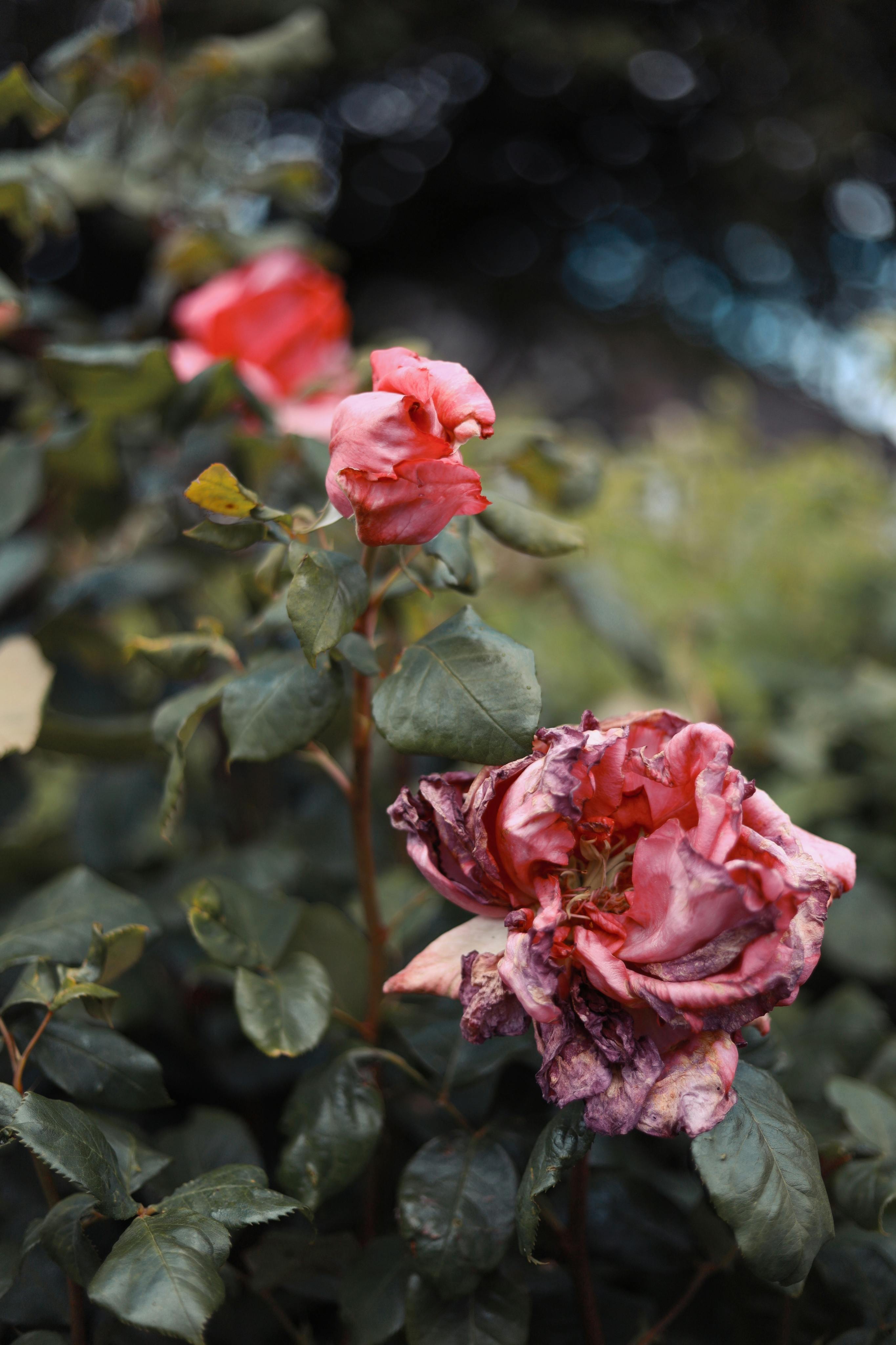 Decaying Rose Flowers · Free Stock Photo