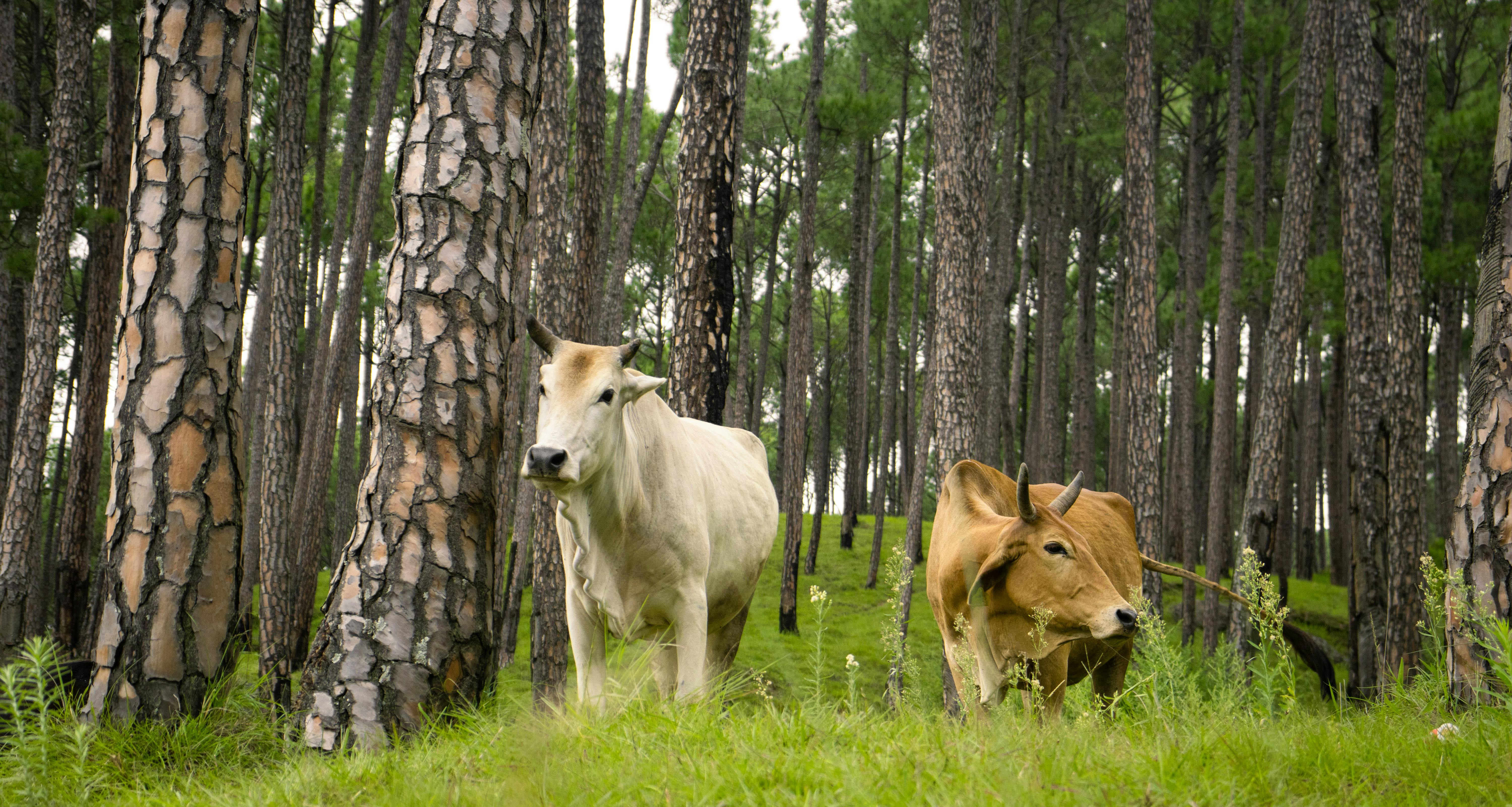 Cows on the Forest Ground · Free Stock Photo