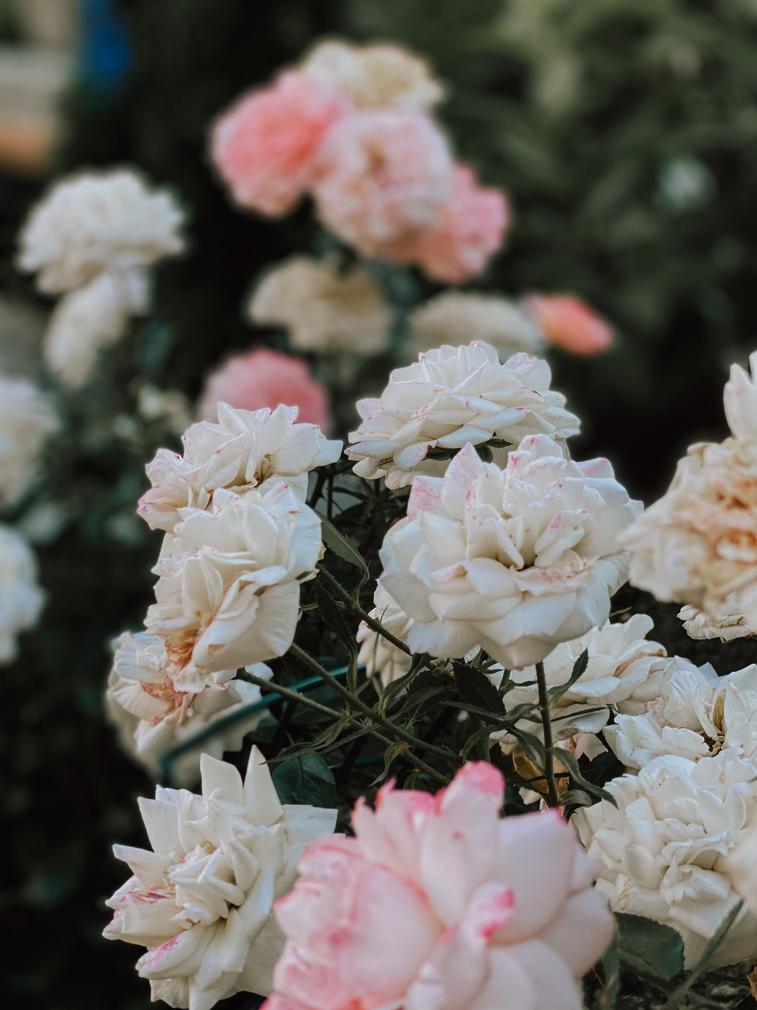 Entrance Gate to Garden Overgrown with Flower Bush · Free Stock Photo