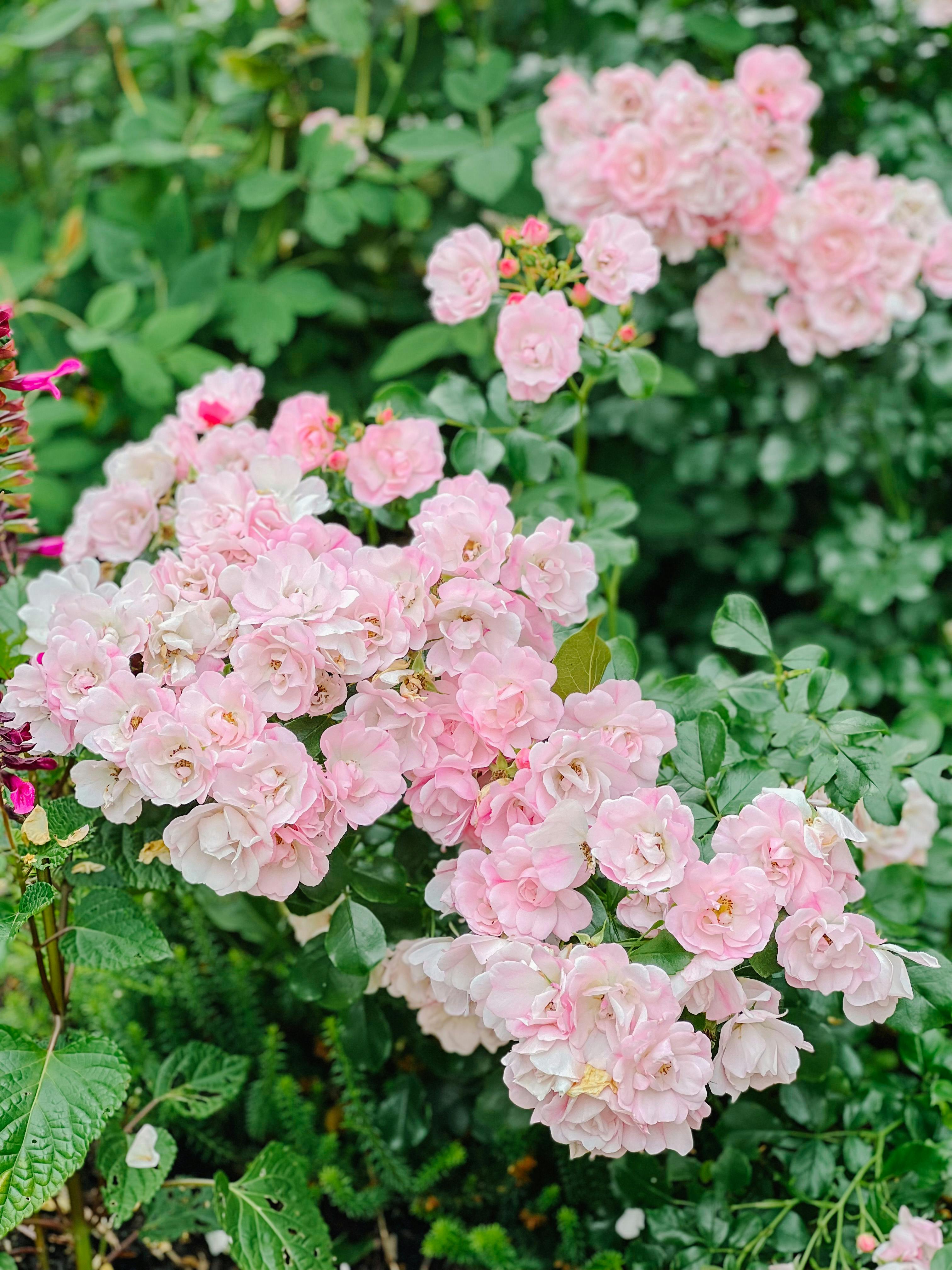 Branch of Pink Roses · Free Stock Photo