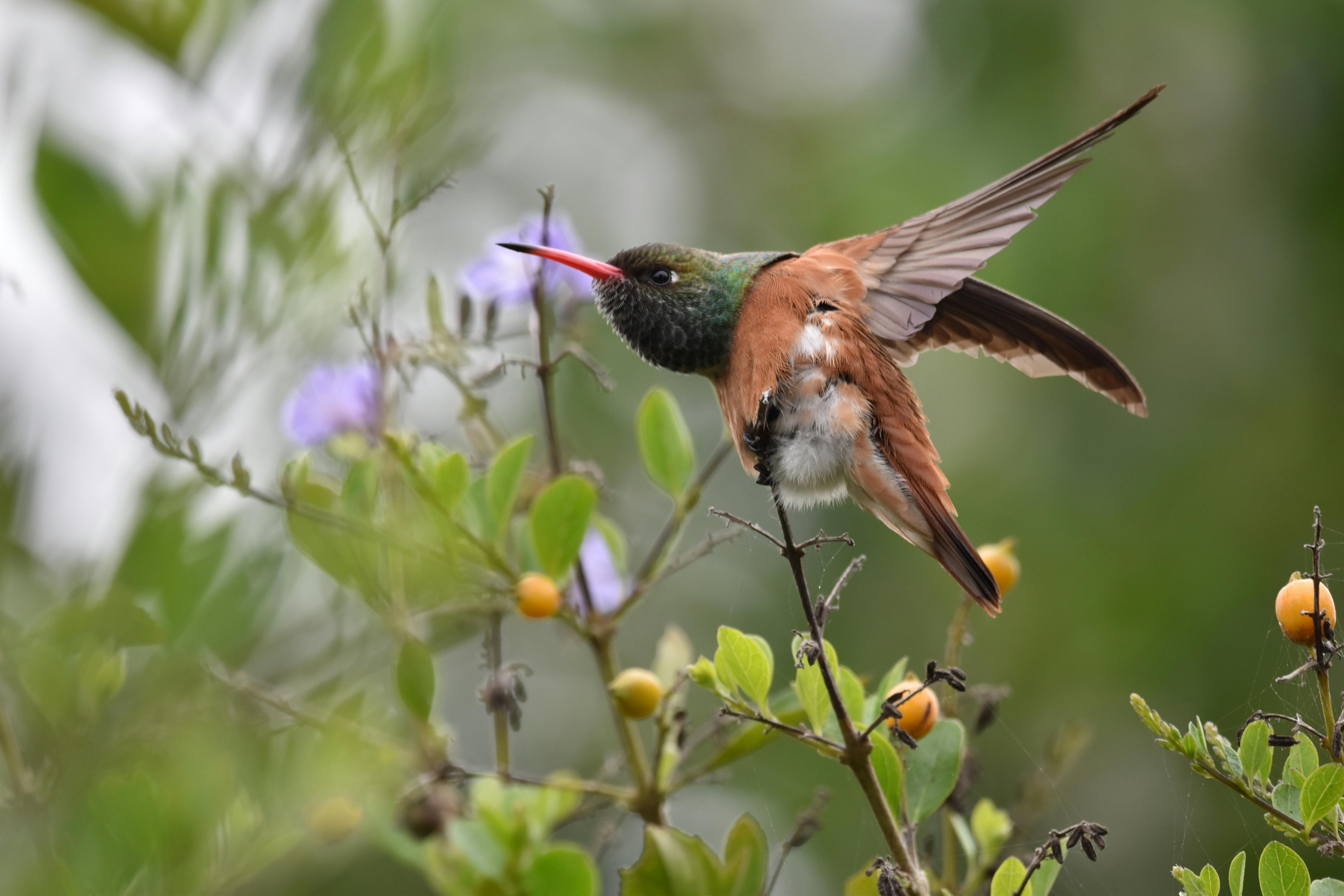 Close-Up Shot of a Hummingbird Flying · Free Stock Photo