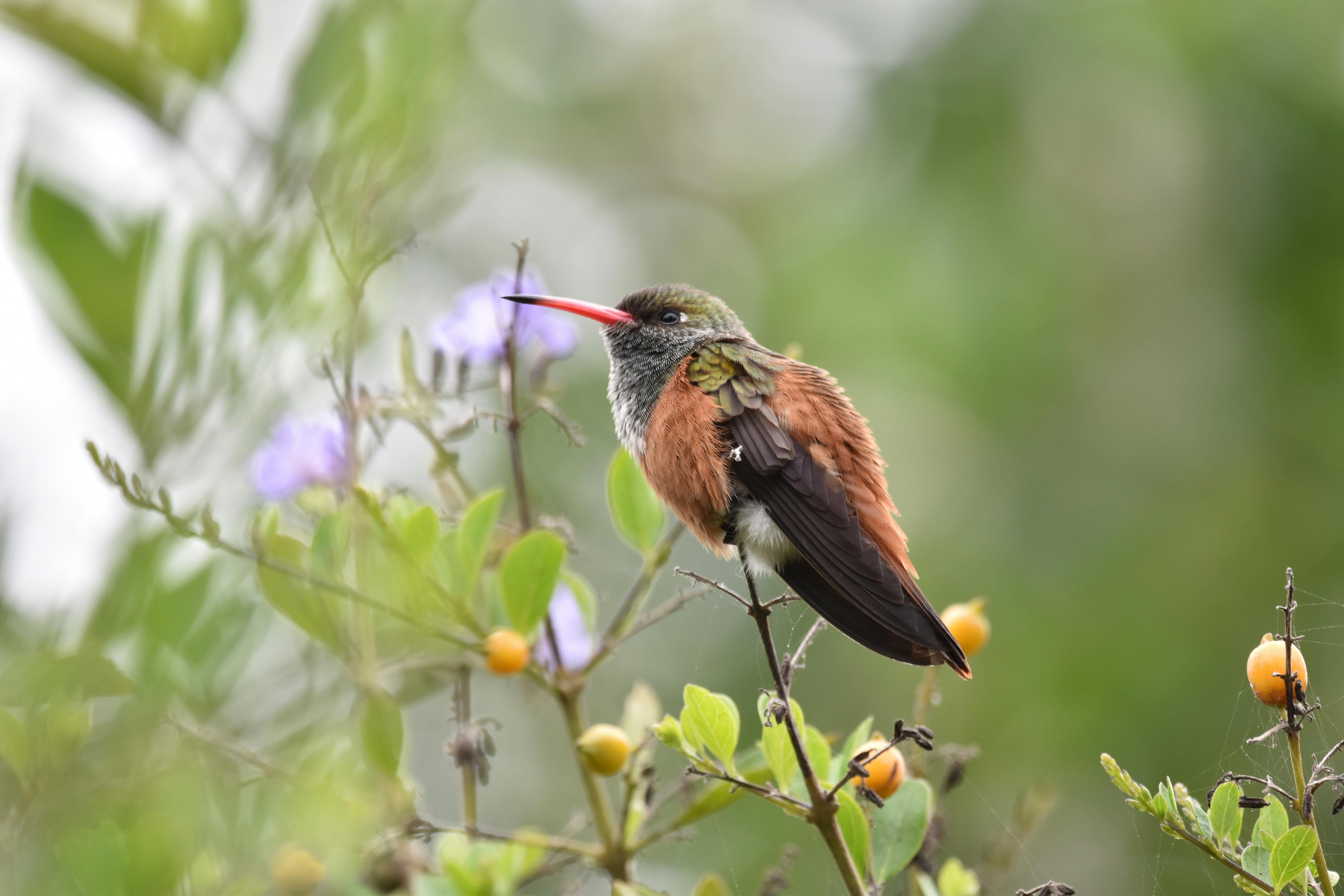 Brown Hummingbird on Brown Tree Branch · Free Stock Photo