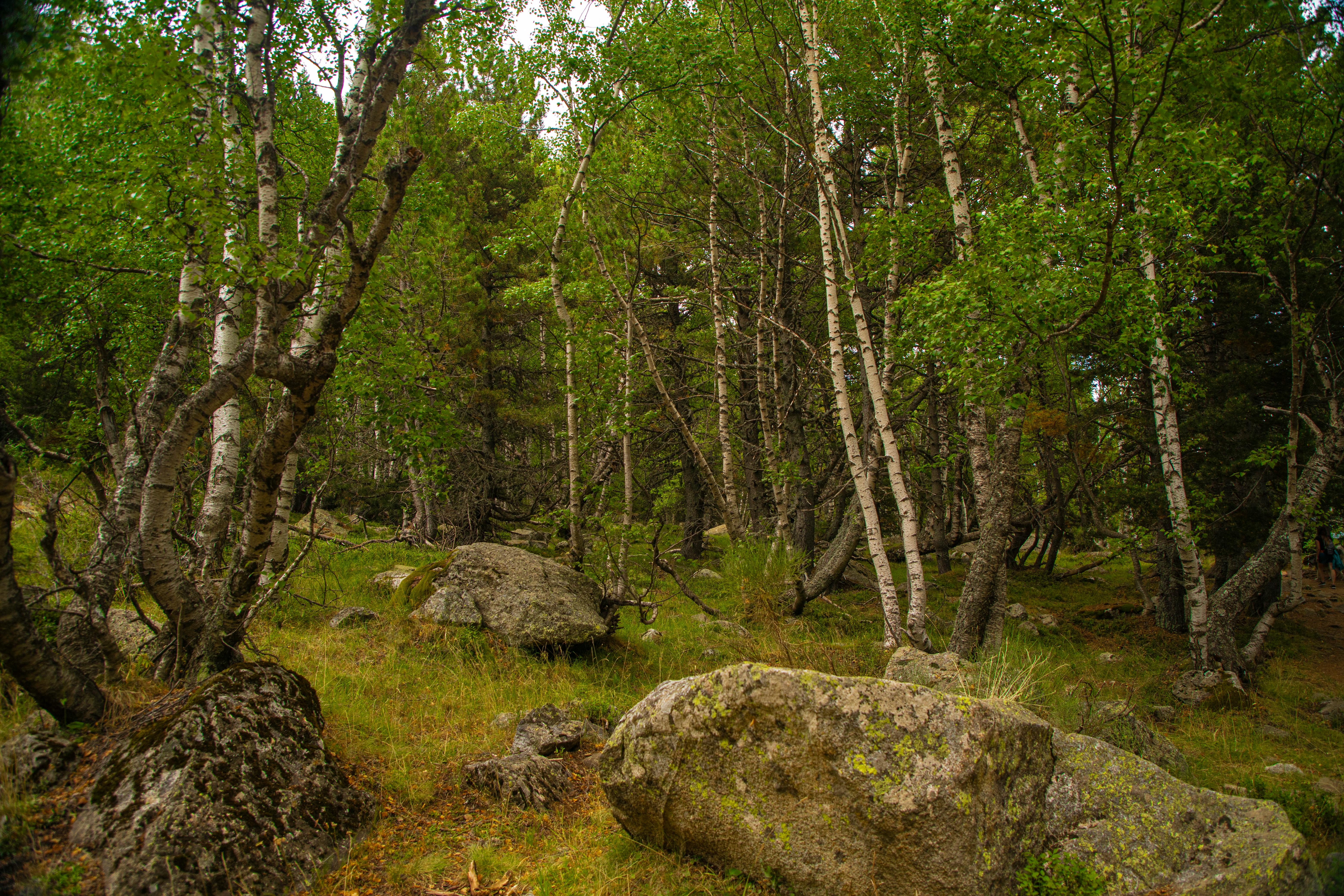 Tall Trees and Big Rocks in a Forest · Free Stock Photo
